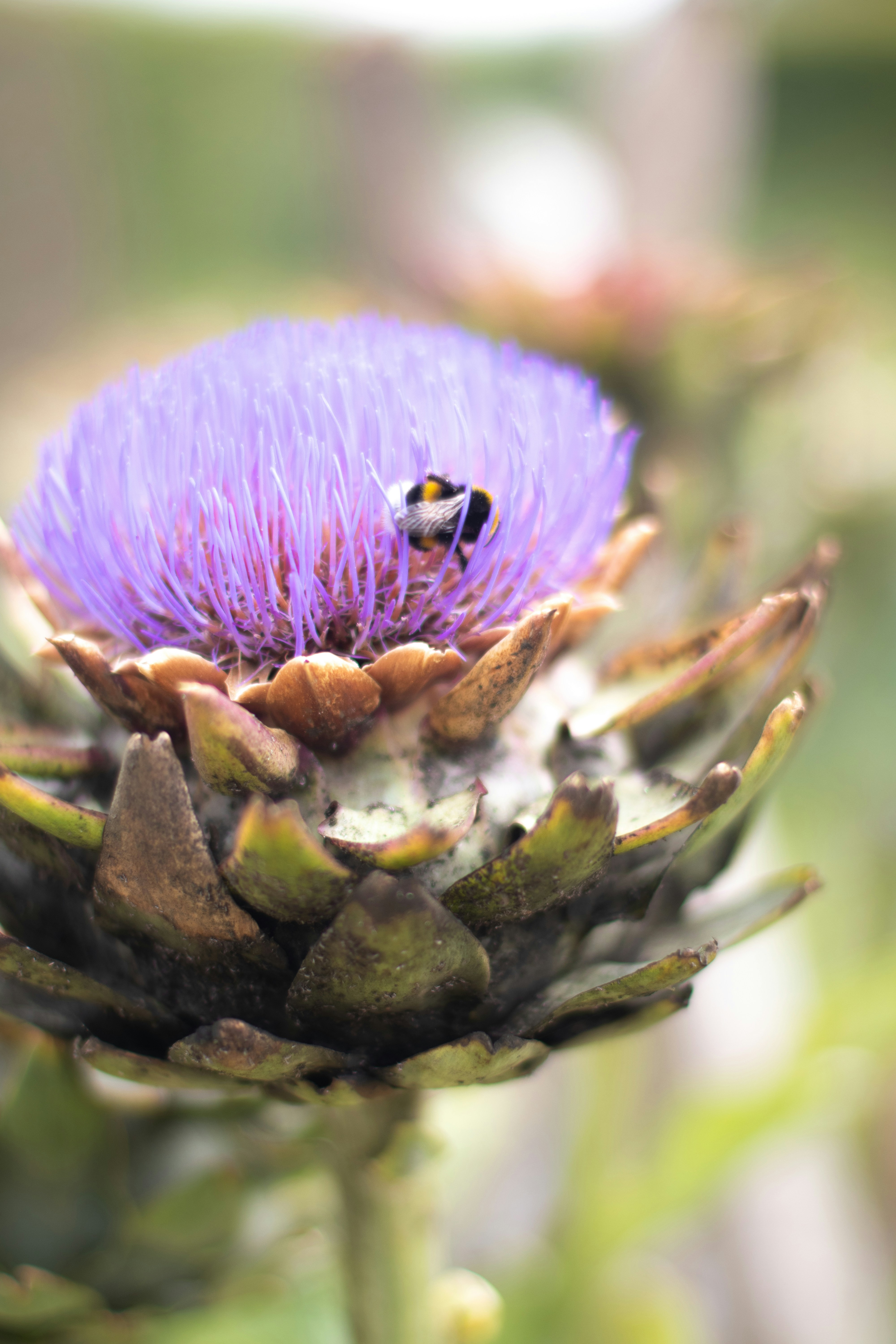 Bee on a Violet Globe Artichoke Blossom: A Micro Portrait of Color and Texture