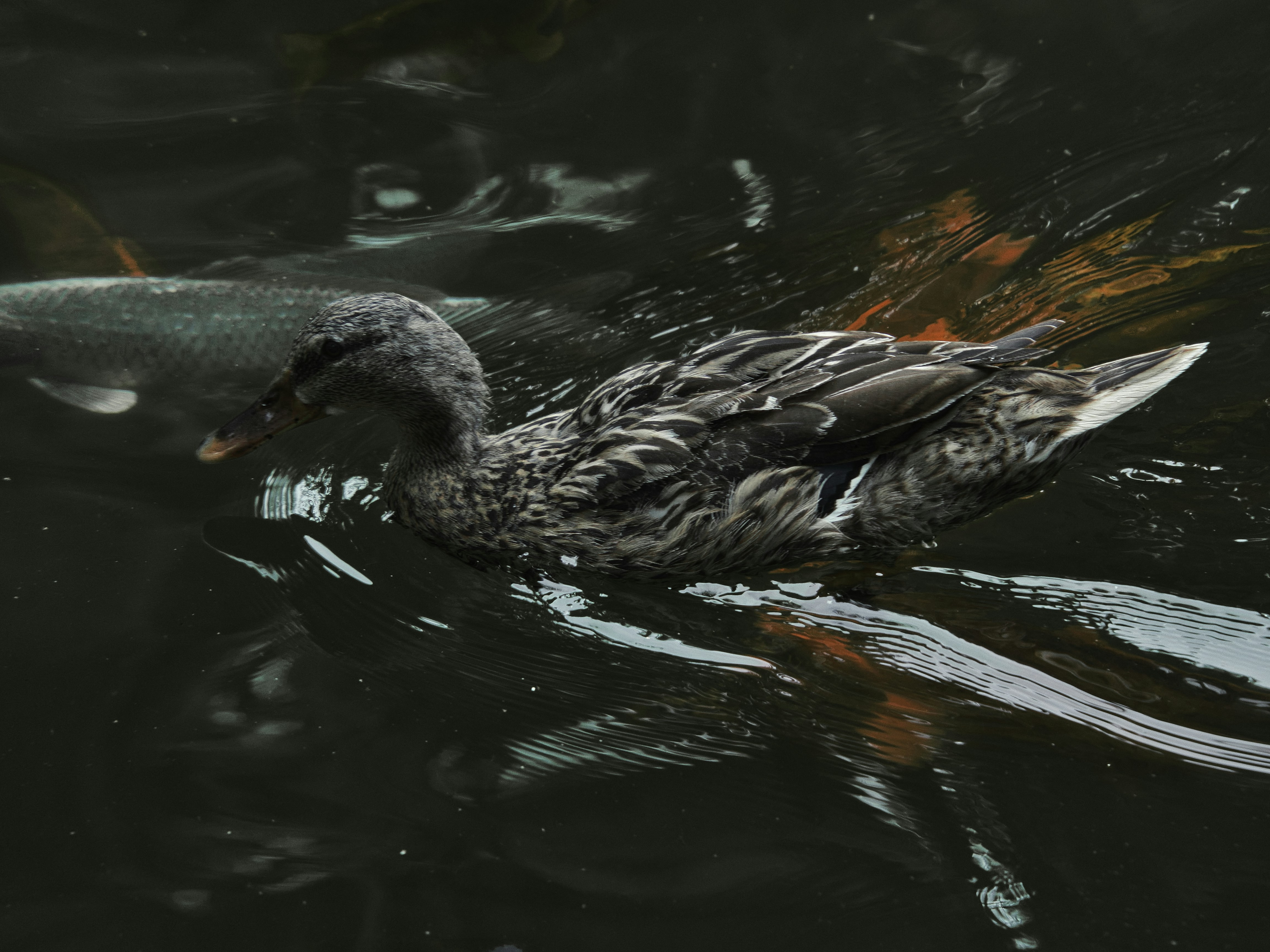 A duck swims serenely across a dark, reflective surface, with gentle ripples trailing behind. The subtle interplay of light and shadow enhances the tranquil scene.