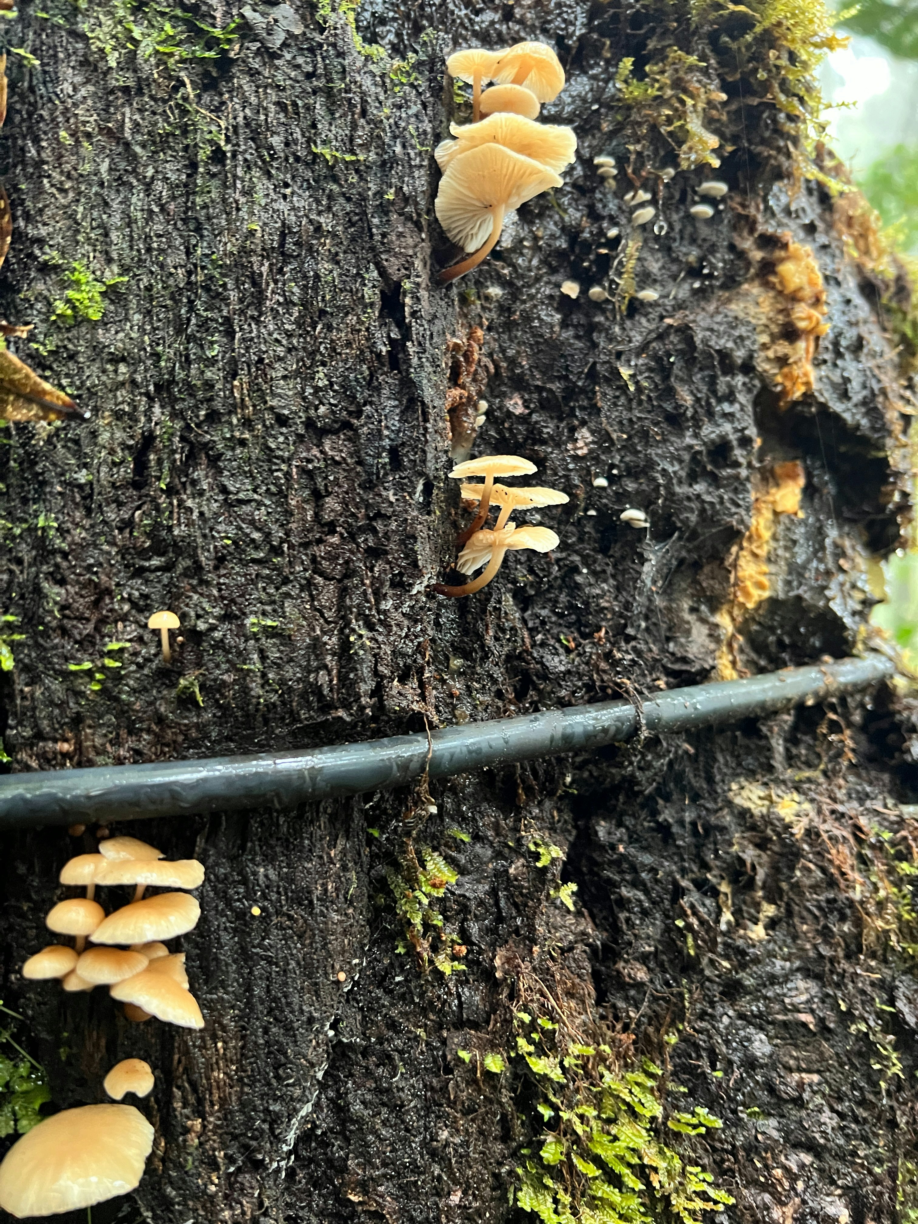 Tiny Fungi Parade on a Weathered Bark Trunk