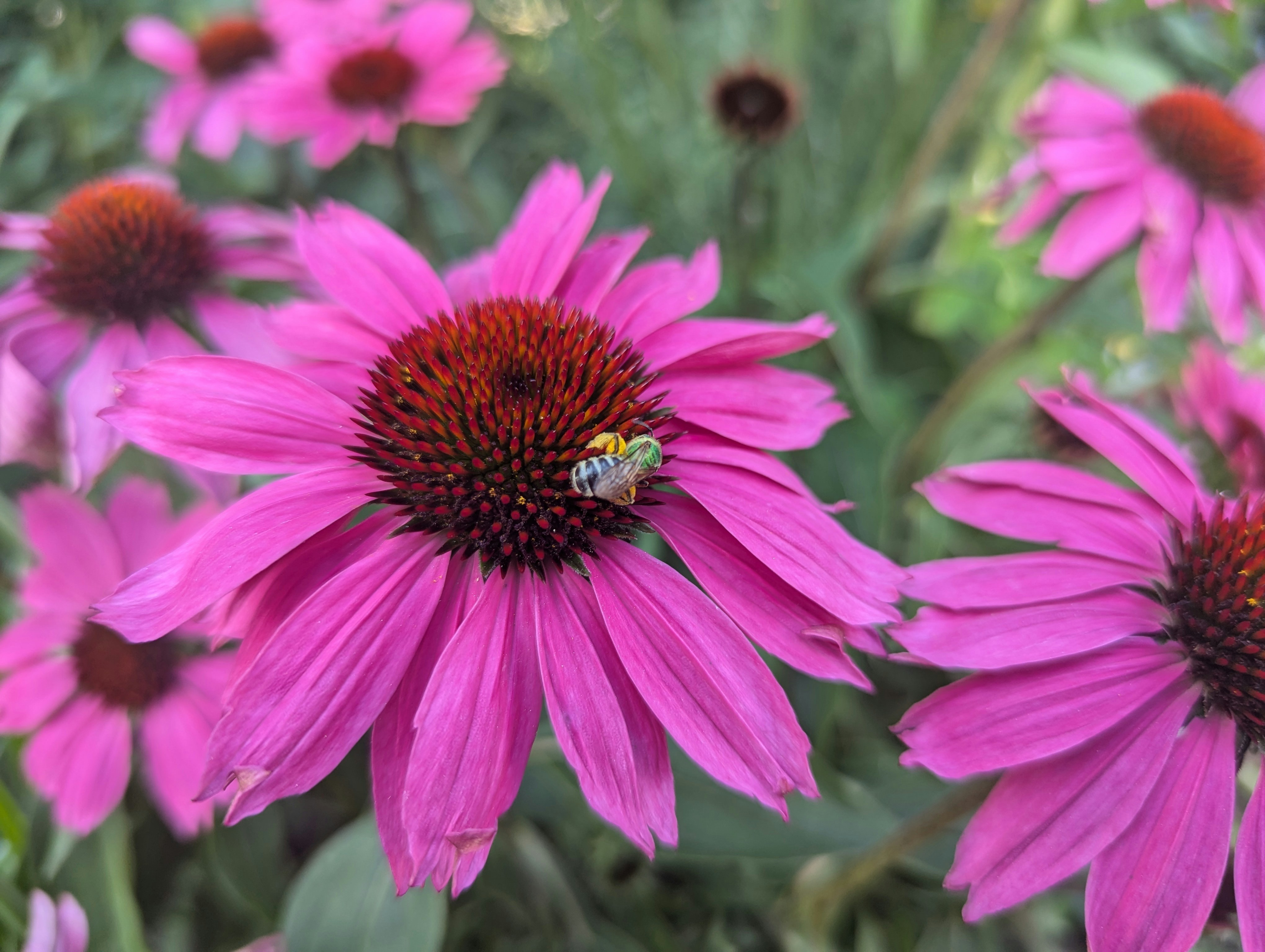 Pollination Portrait: A Bee on a Magenta Coneflower