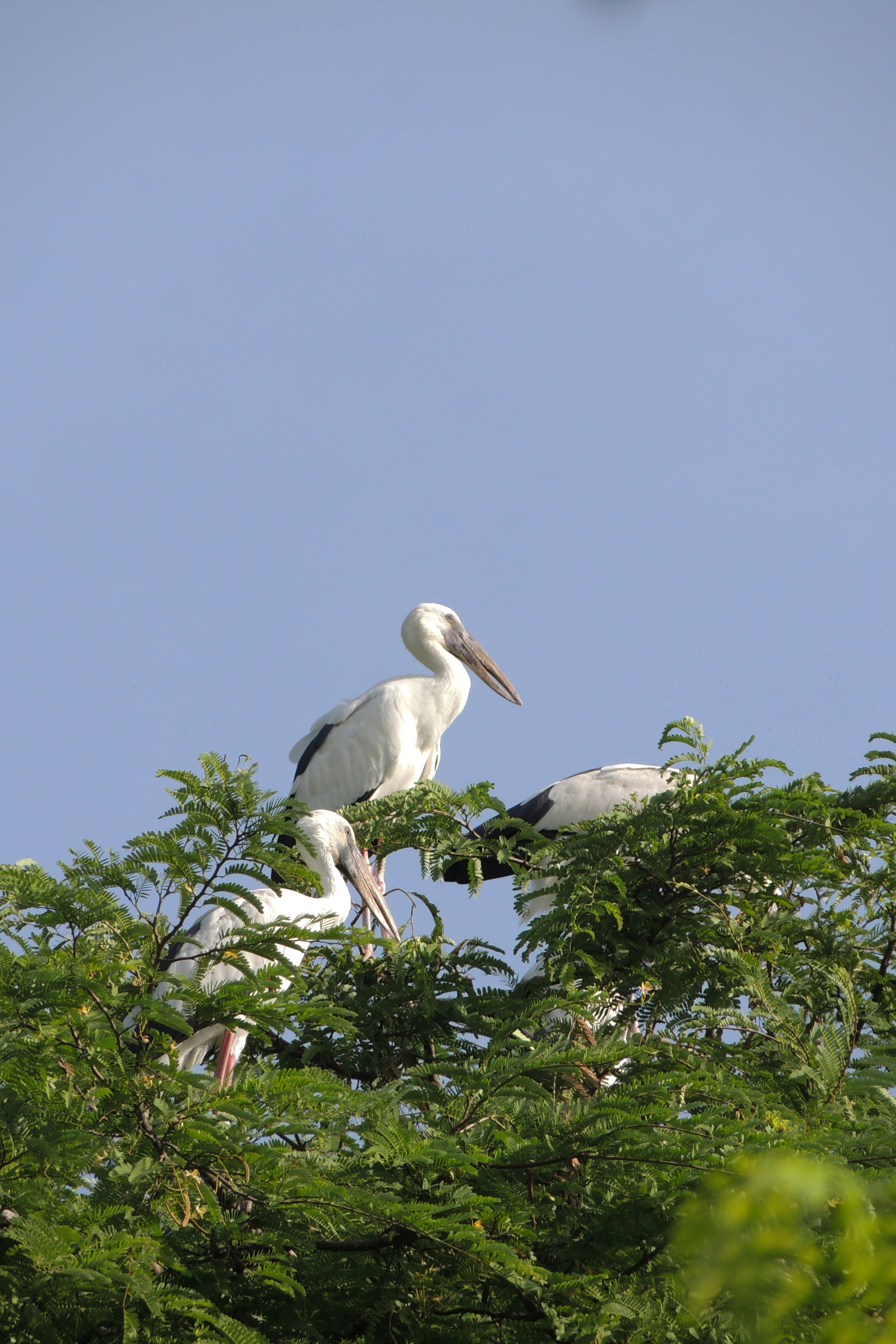 Photo by Nilendrajyoti Halder with Nikon Coolpix P510