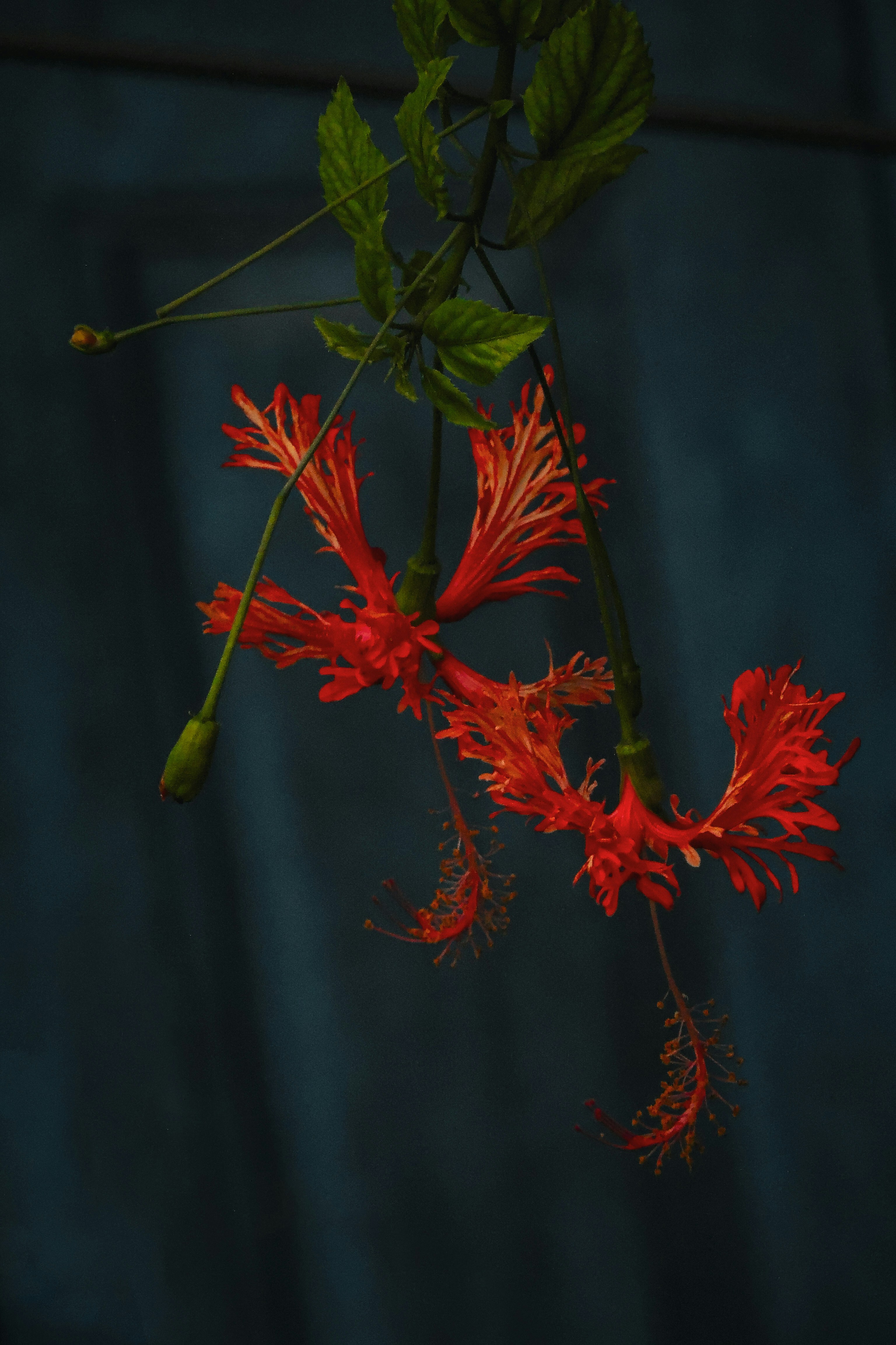 Hanging Scarlet Hibiscus: Fringed petals against a cobalt shadow