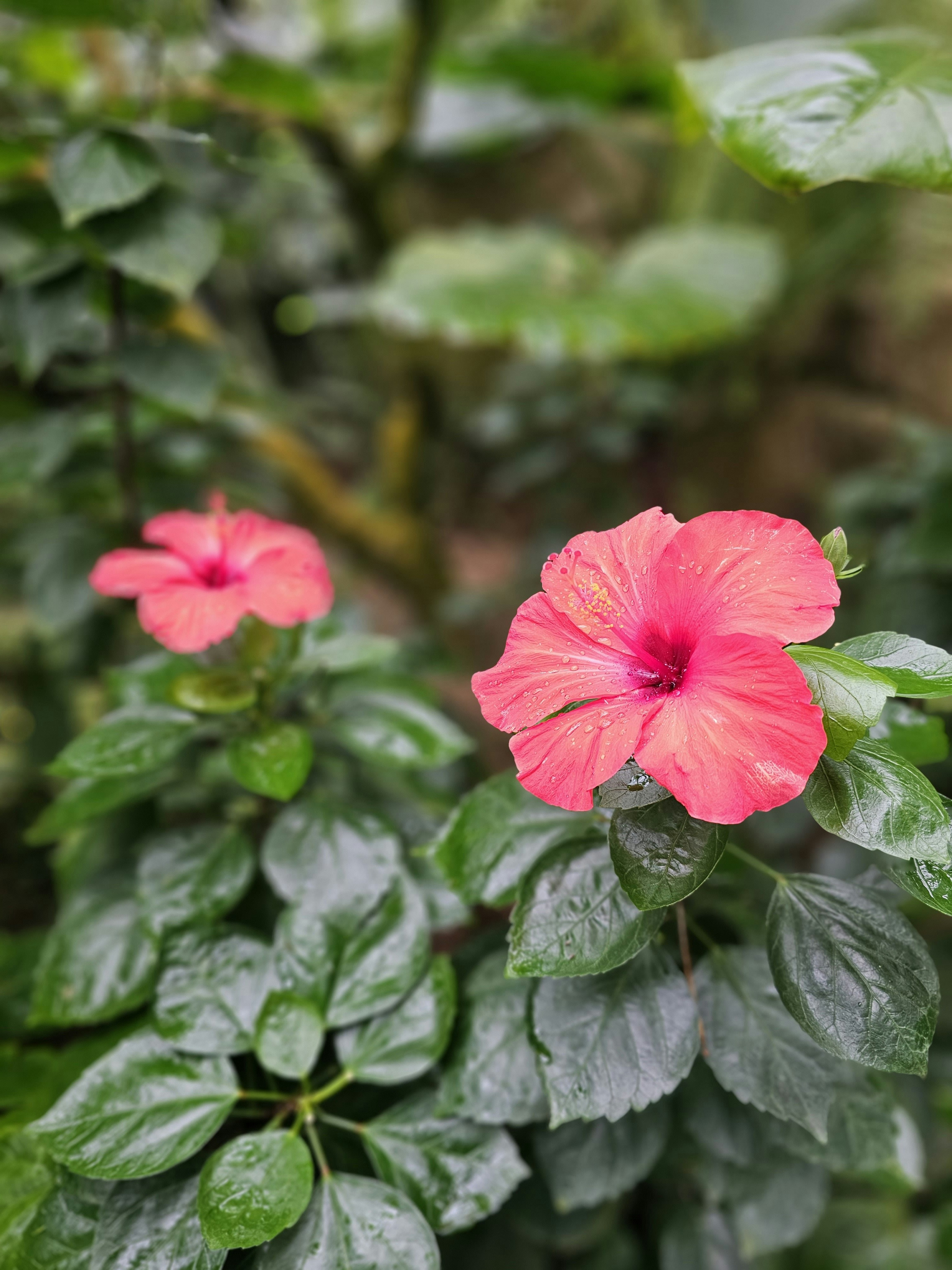Crimson Hibiscus Framed by Velvet Green Foliage