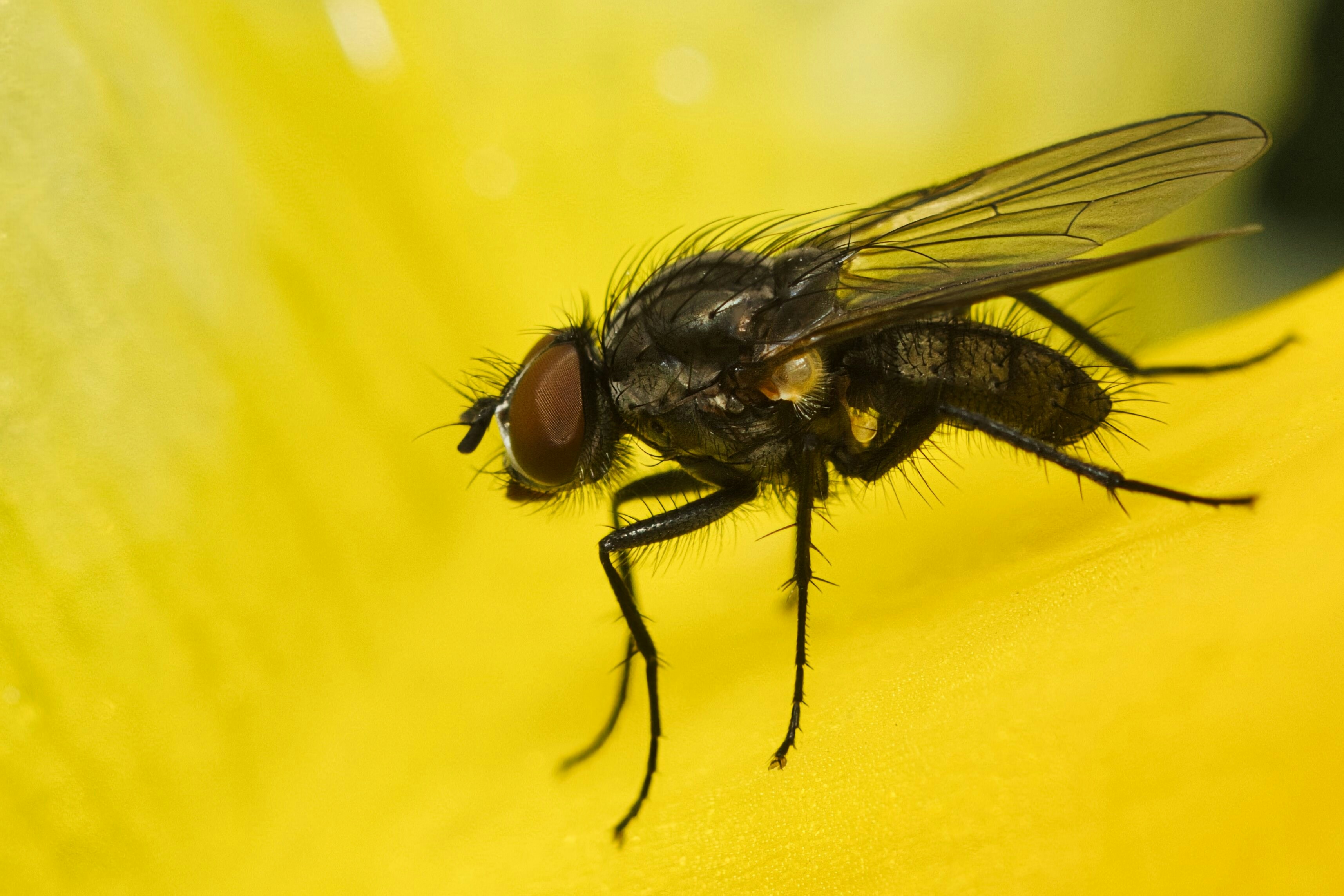 Hover Fly on a Sunlit Petal: A Macro Portrait of Micro-Scale Detail