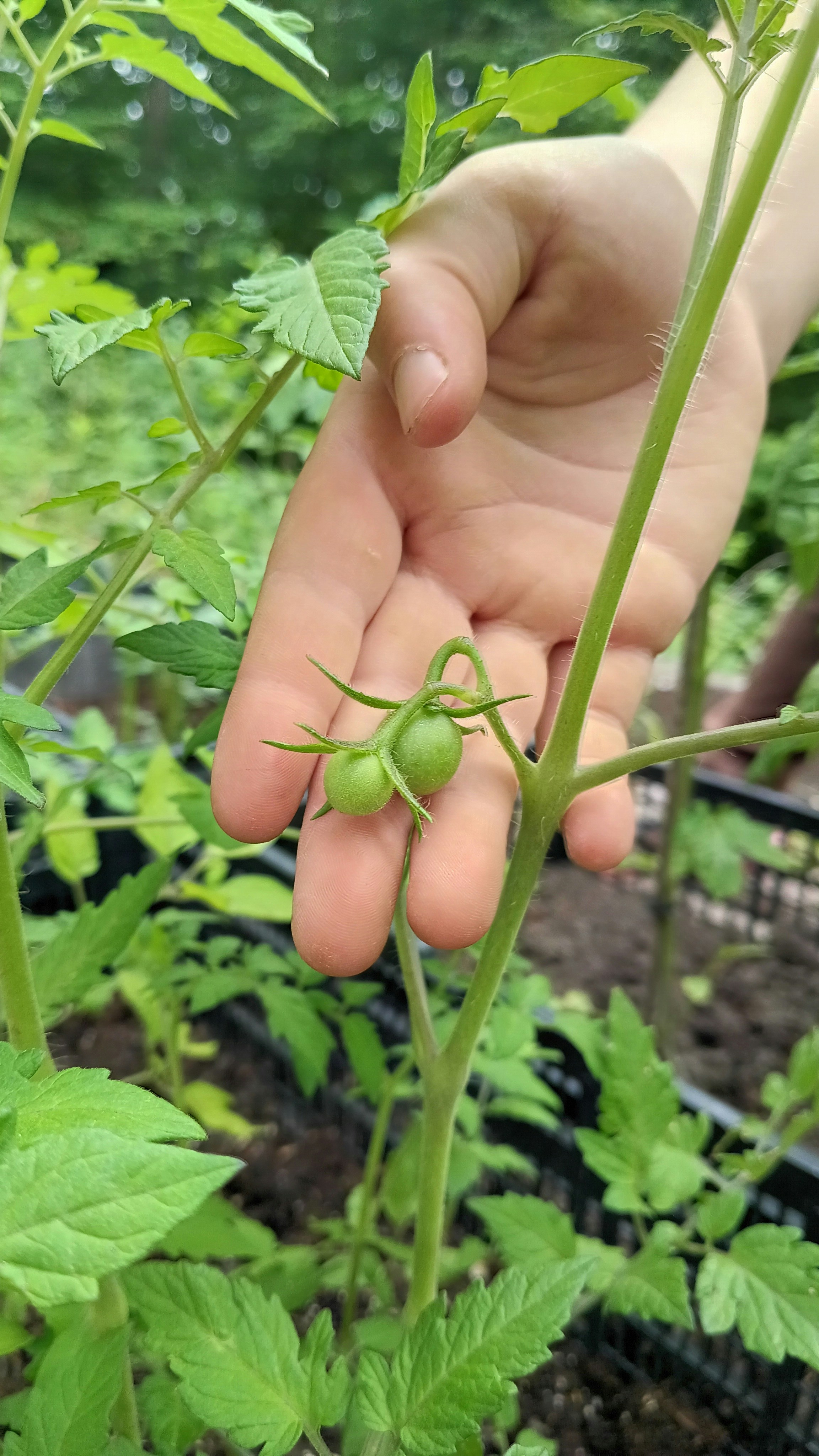 A gardener's hand gently cradles tiny green tomatoes on a tomato plant in a sunlit garden.