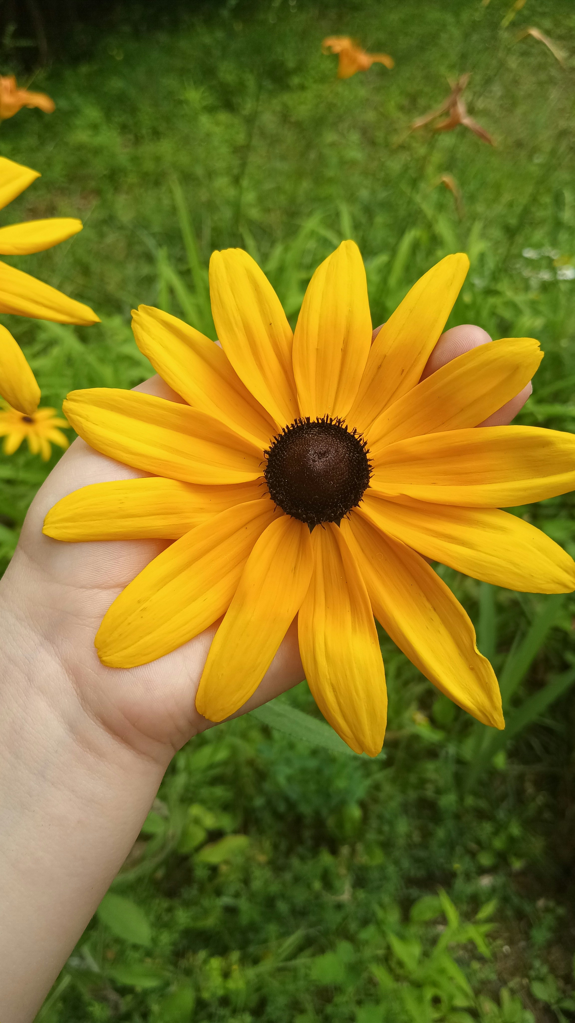 Close-up photograph of a bright yellow Rudbeckia flower held in a hand, with a lush green garden blurred in the background.