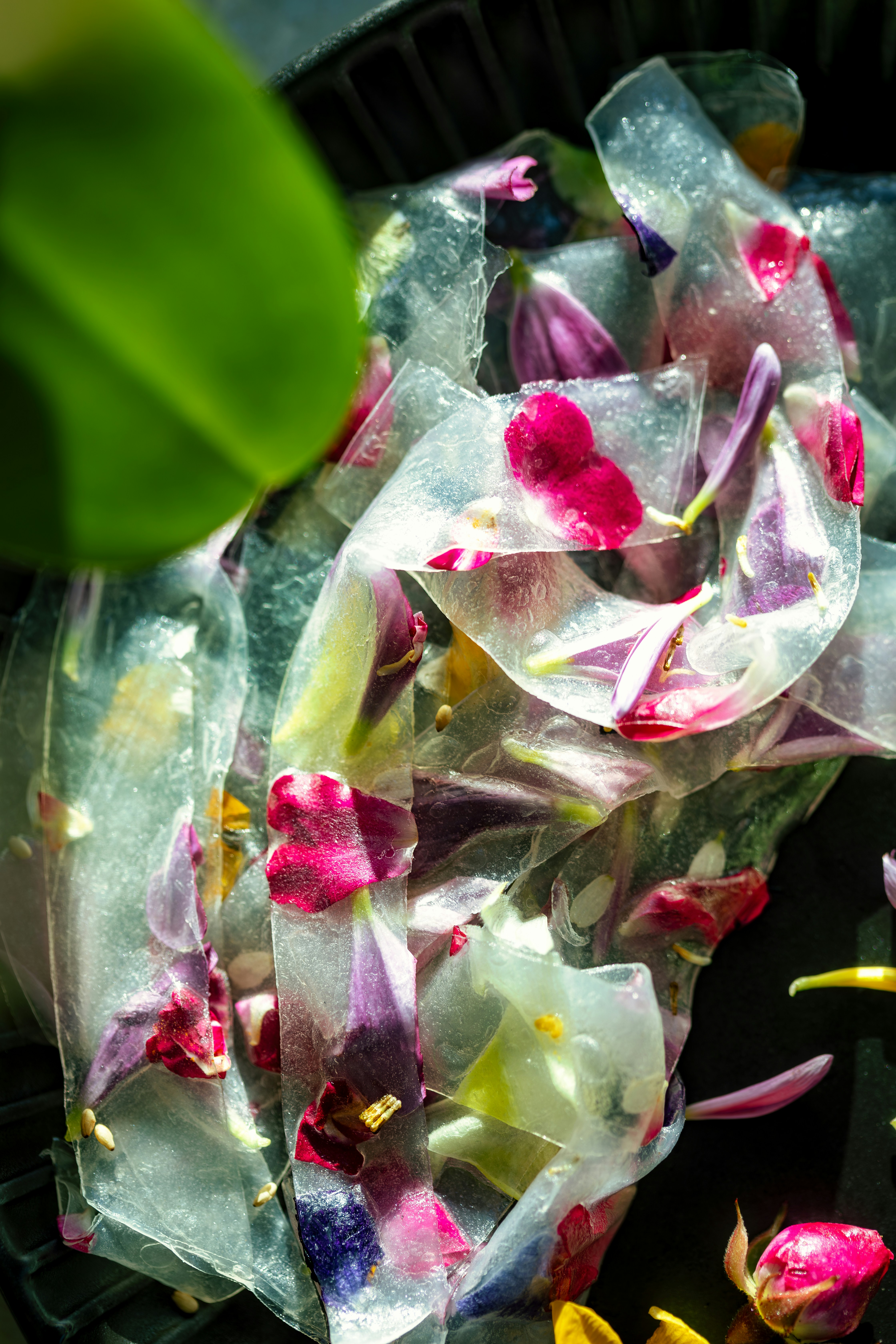 Fragile Petals Sealed in Crystal Plastic
