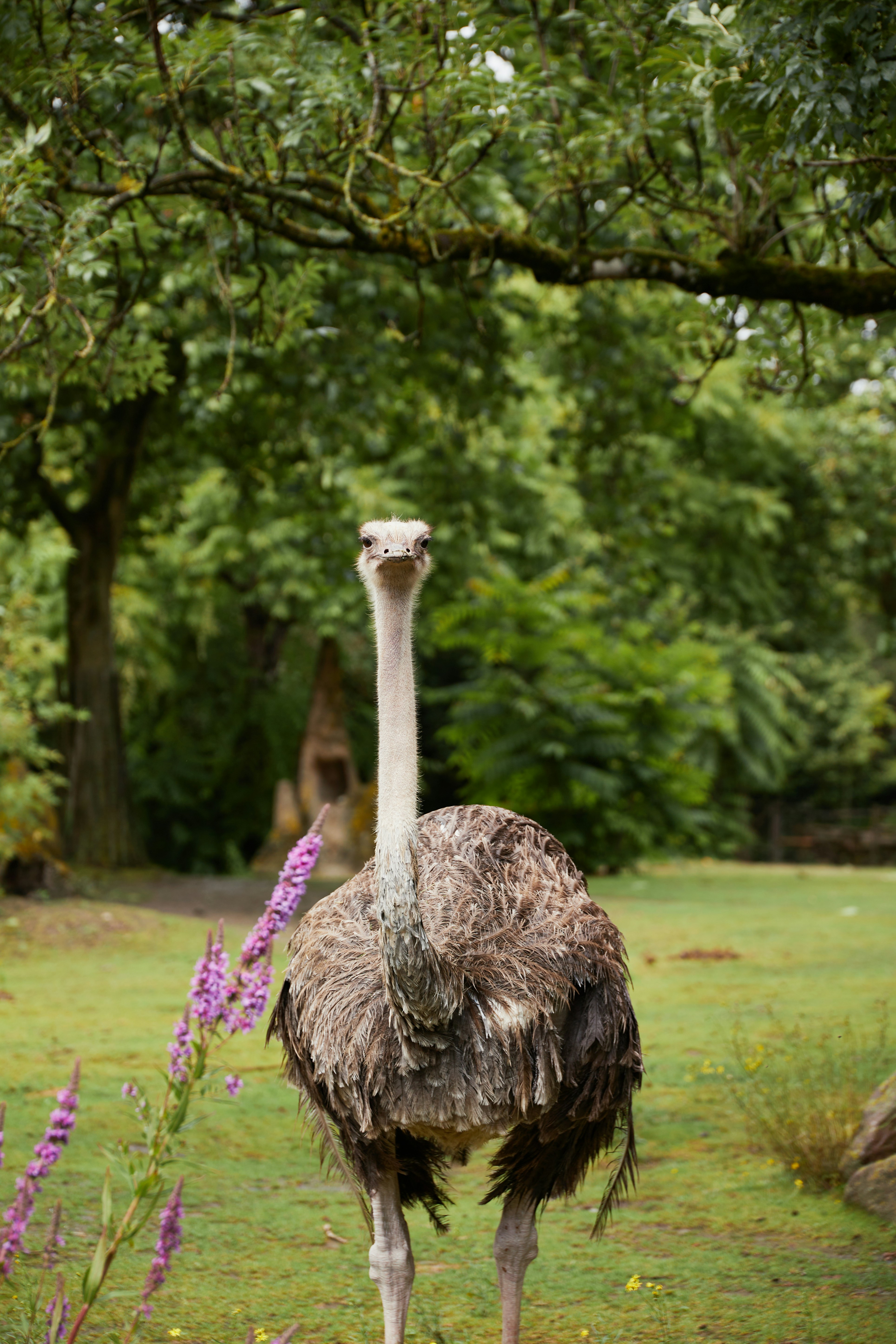 An ostrich standing in a field with purple flowers photo – Free Bird ...
