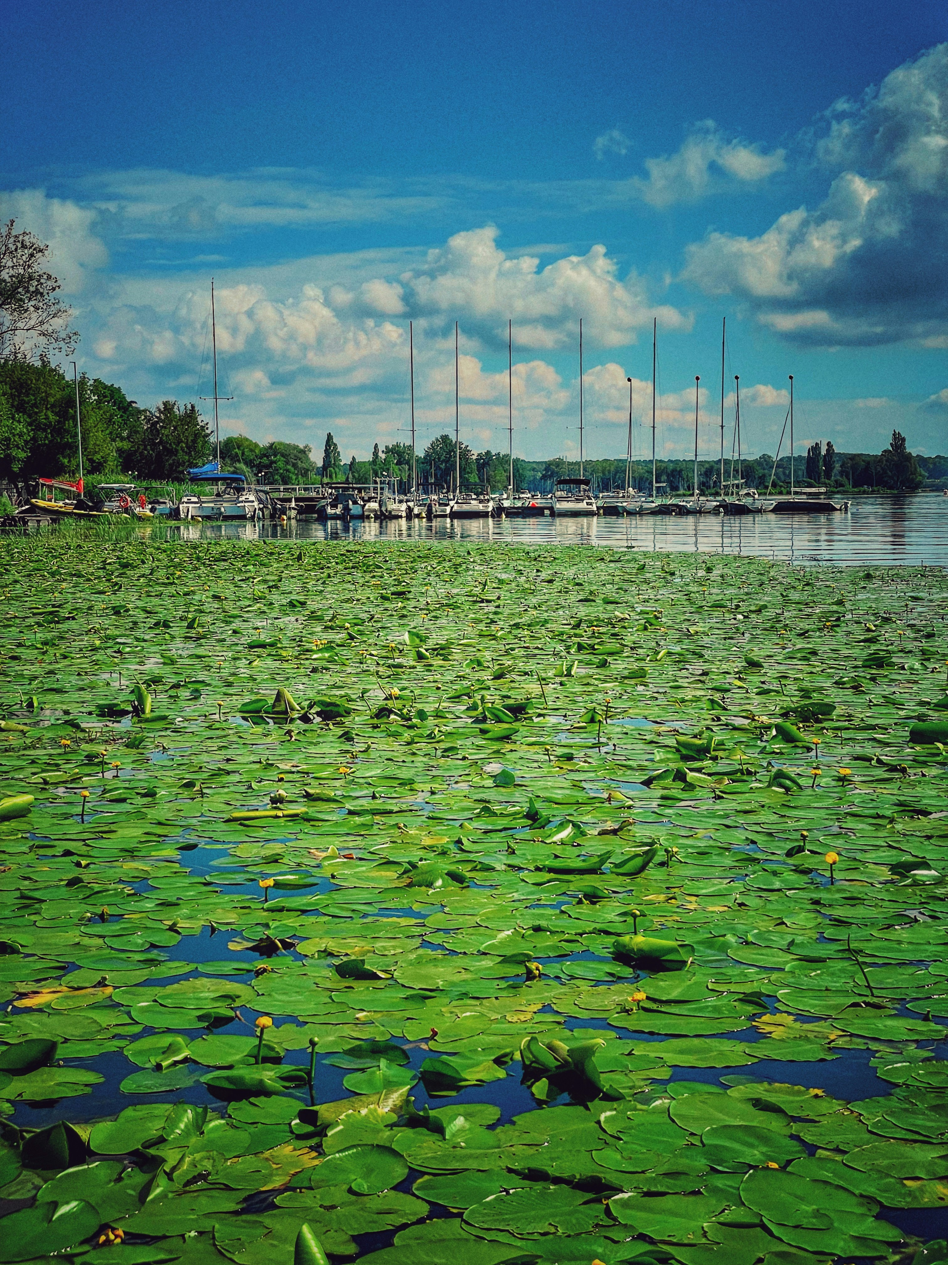 Harbor Reverie: Sailboats Beyond a Sea of Lily Pads