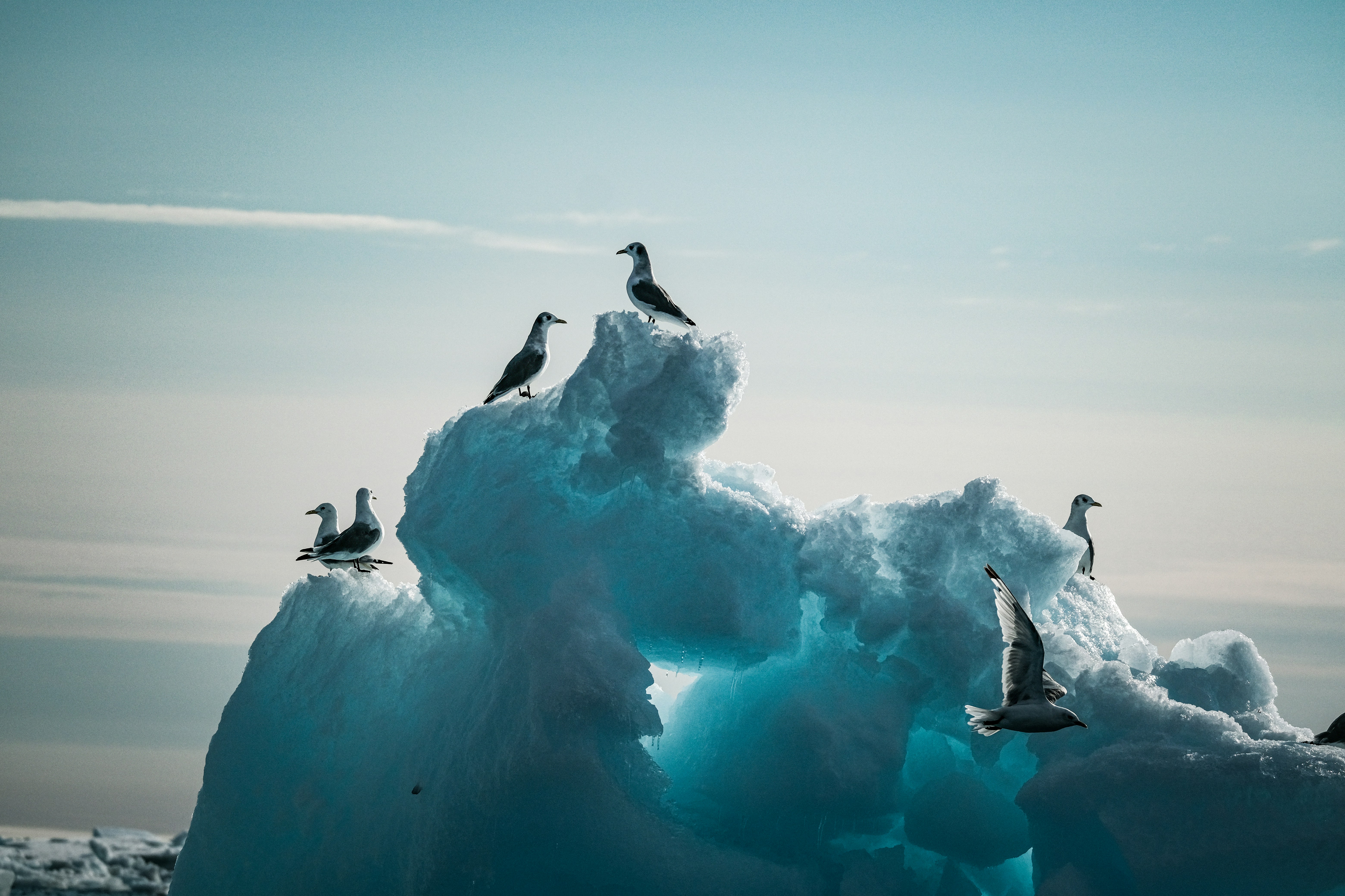 A group of birds sitting on top of an iceberg photo – Free Nature Image ...