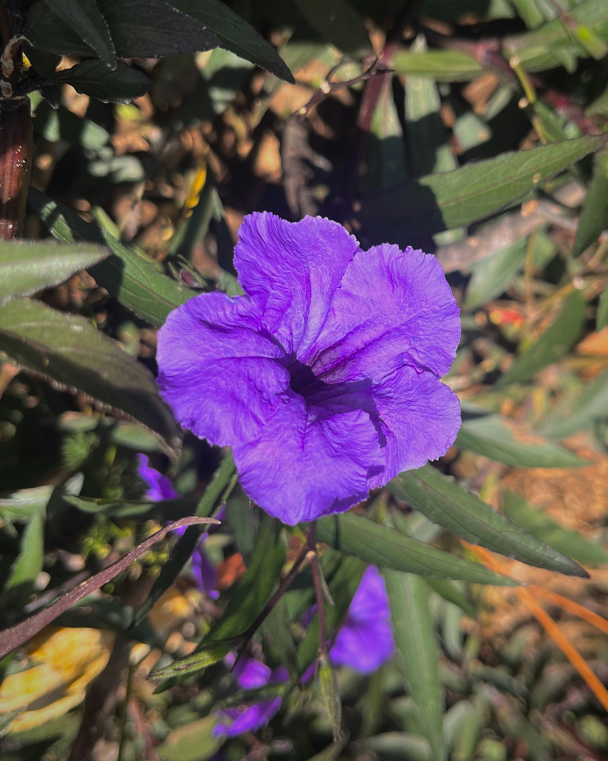 Midday Violet Trumpet: A Singular Bloom Among Narrow Garden Leaves