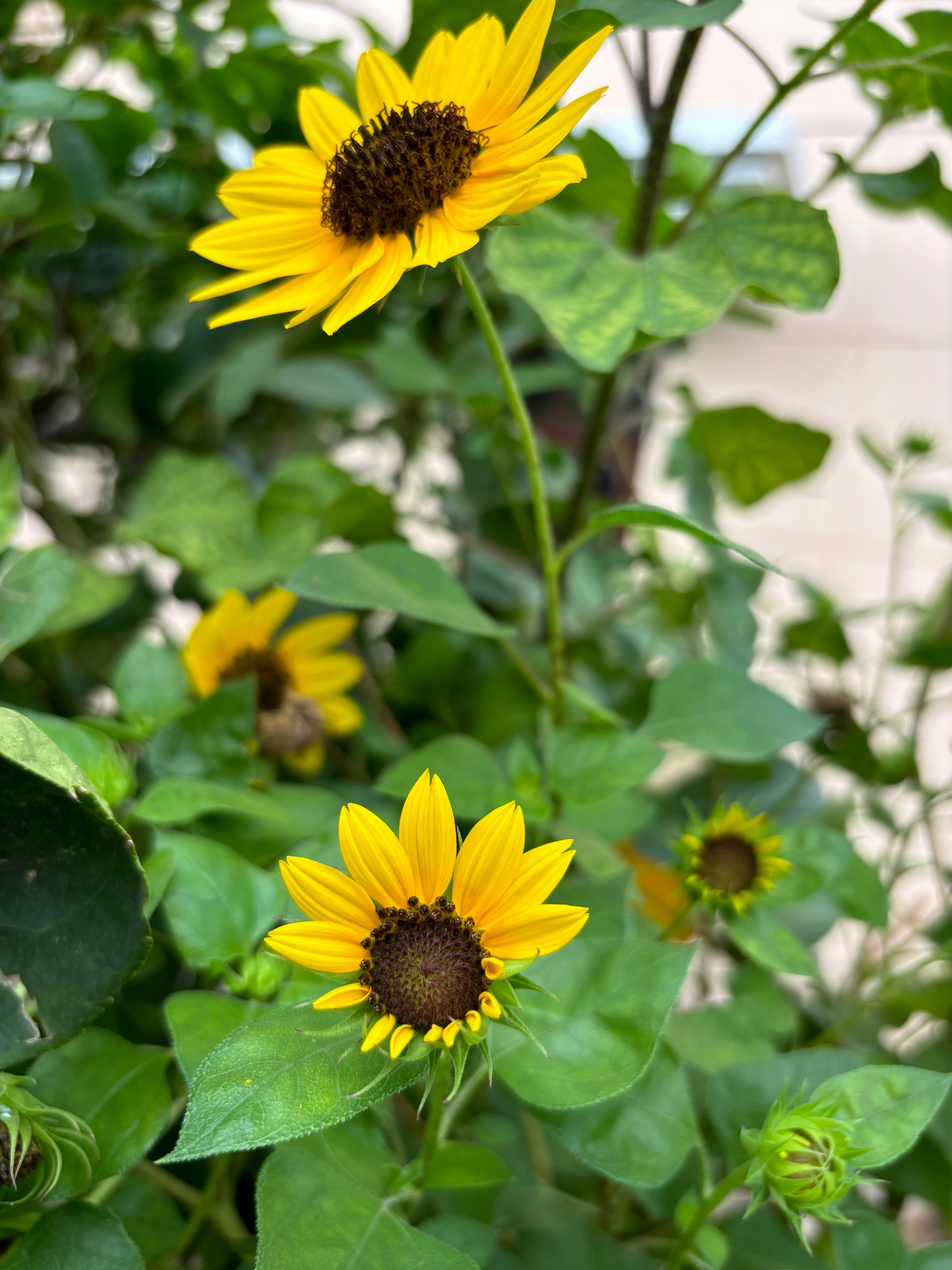 Bright yellow sunflowers with dark centers rise among green leaves in a sunlit garden, softly blurred by shallow depth of field.