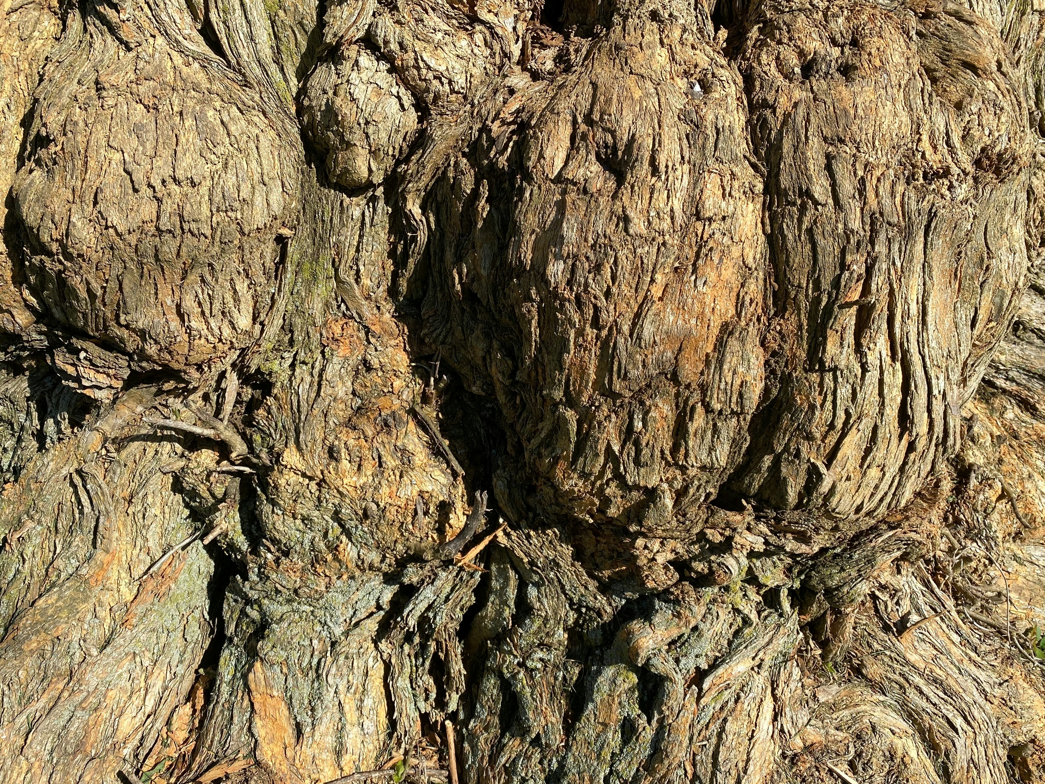 Nature's Sculpted Textures: A Tapestry of Roots