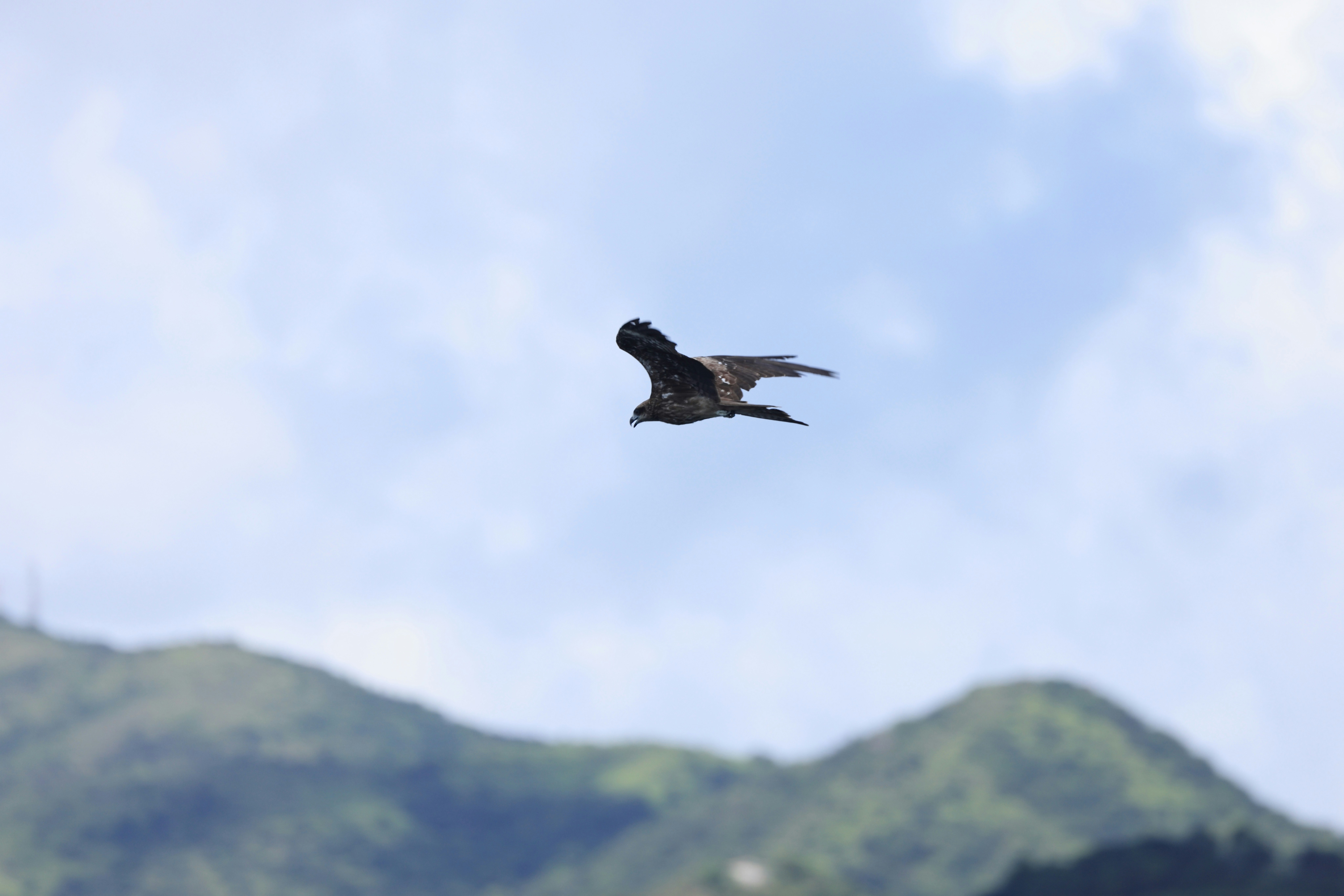 Raptor in Quiet Ascent: A Bird Soars Over Green Valleys