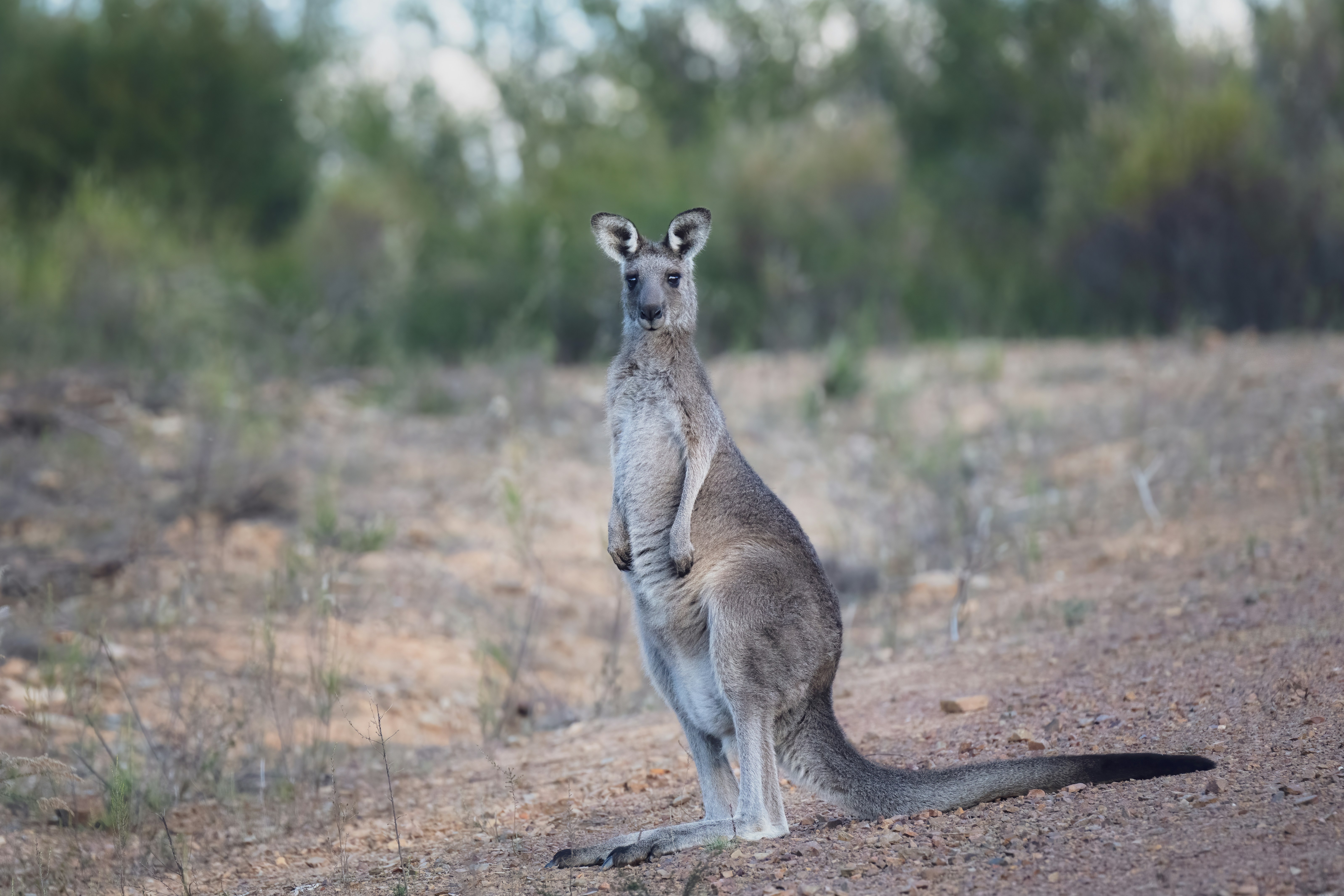 Eastern grey kangaroo 🦘