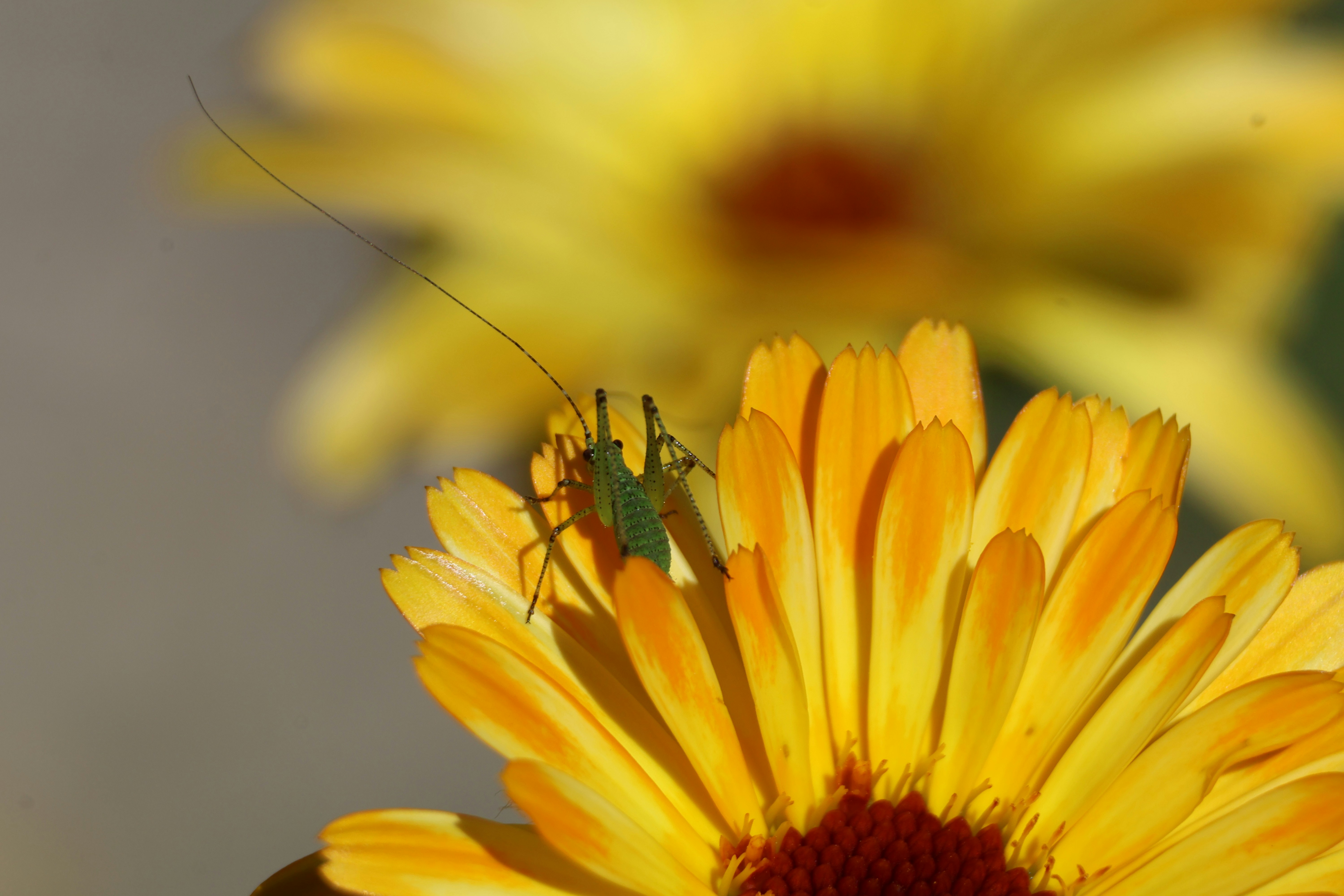 Emerald Visitor on Sunlit Petals: A Macro Moment