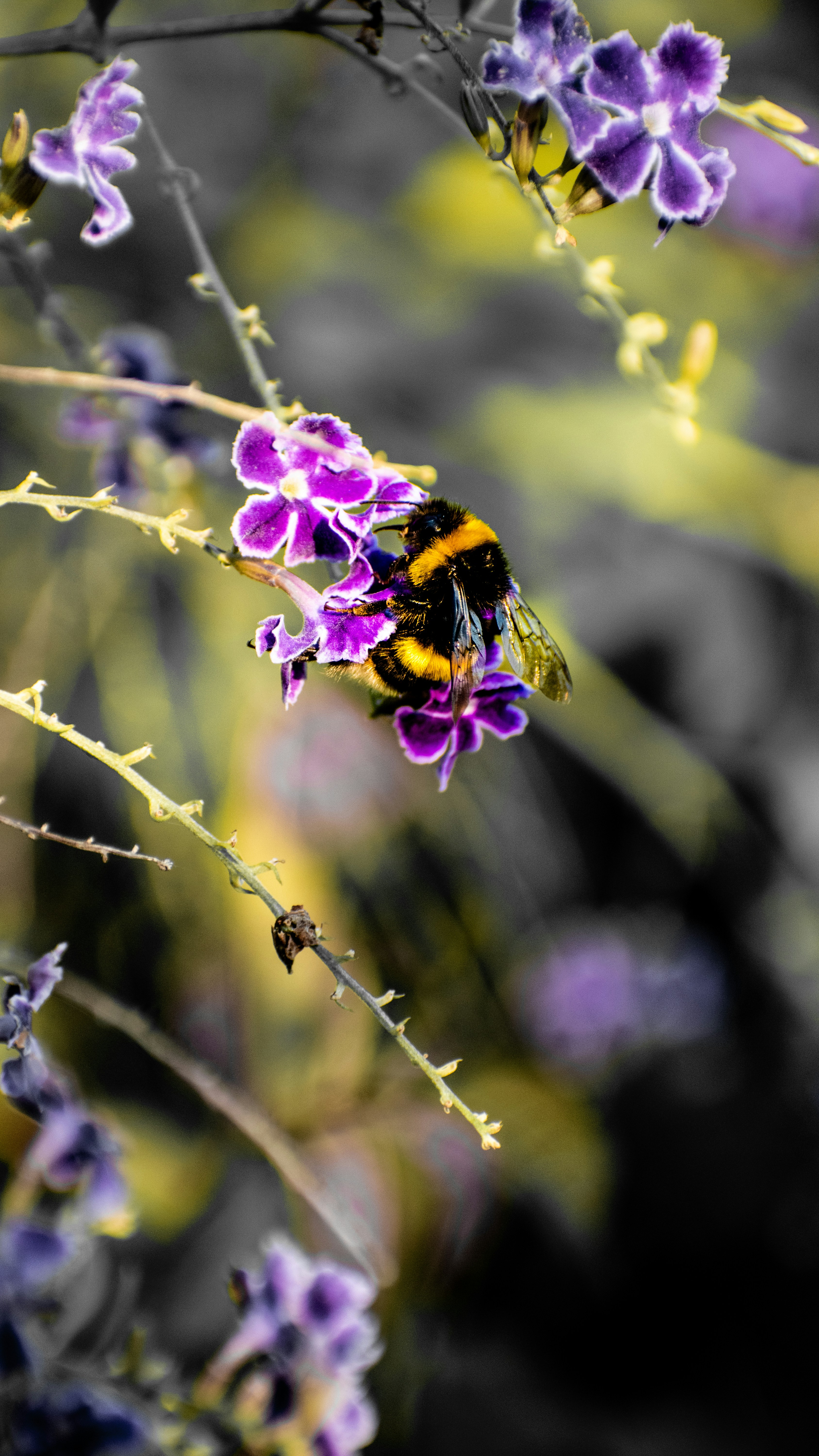 Bumblebee at the Violet Edge: A Close-Up Among Purple Blooms
