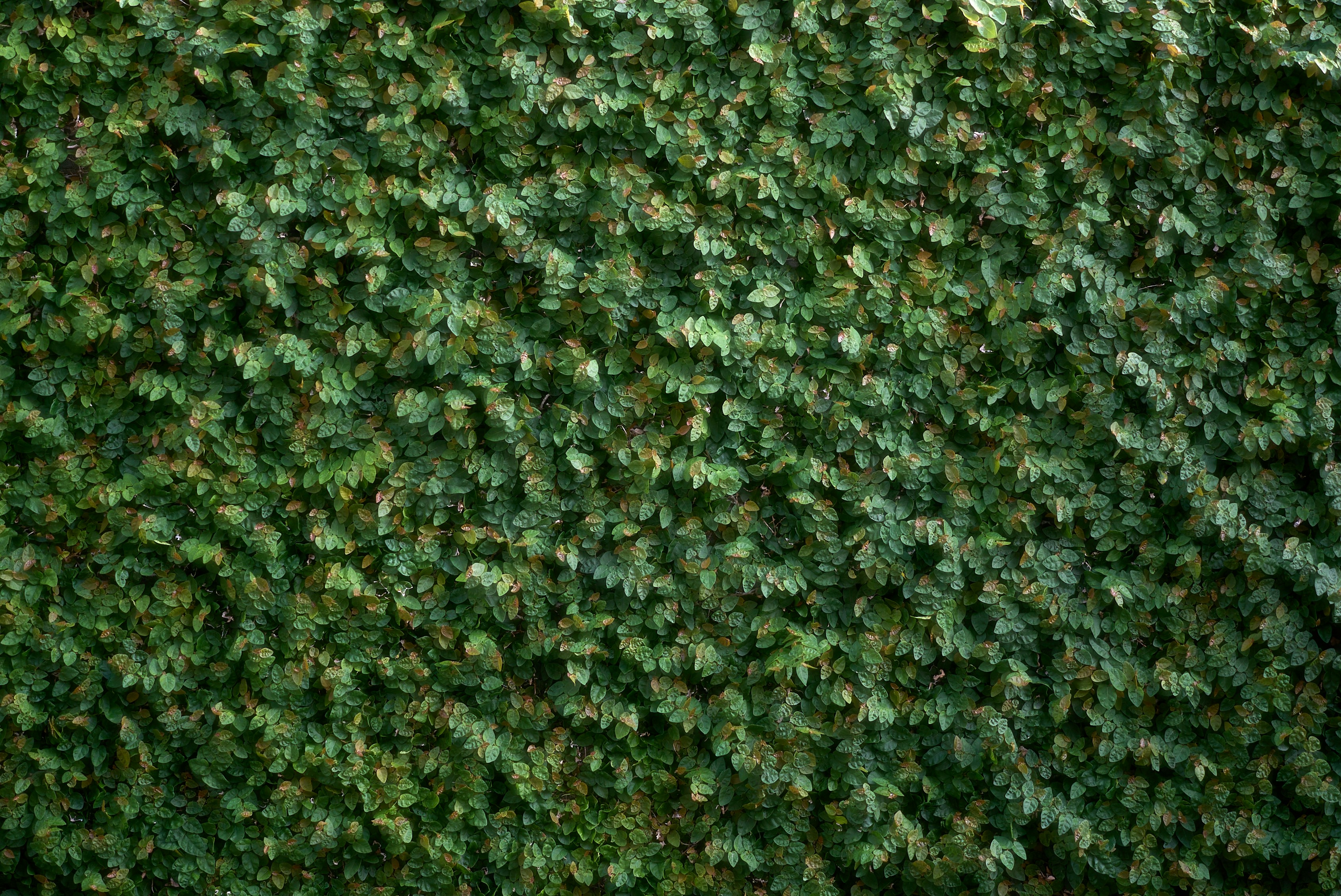 A close up of a hedge with a bench in front of it photo – Free 日本 Image ...