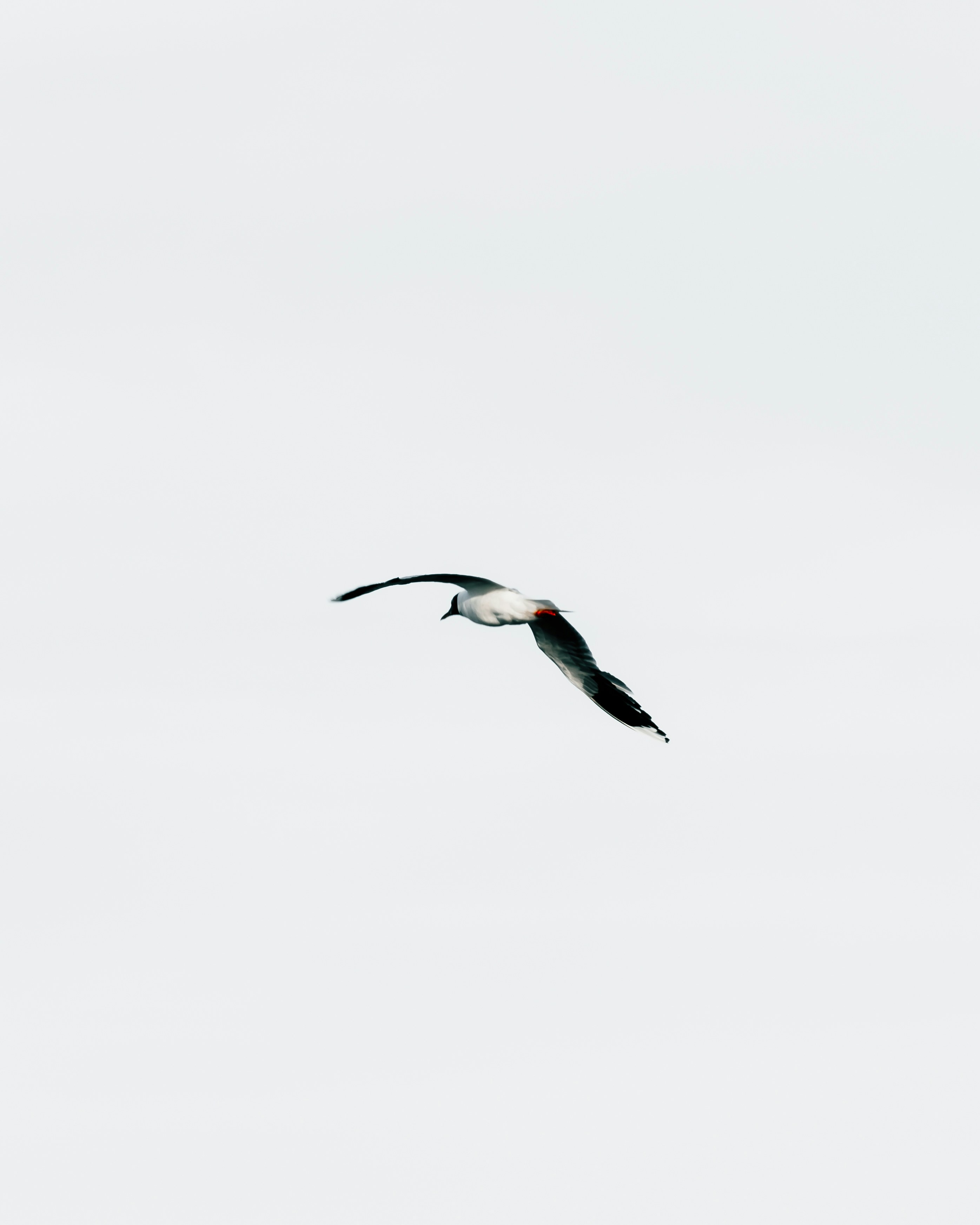 Mid-Flight Glide: A Seabird Carves the Pale Sky
