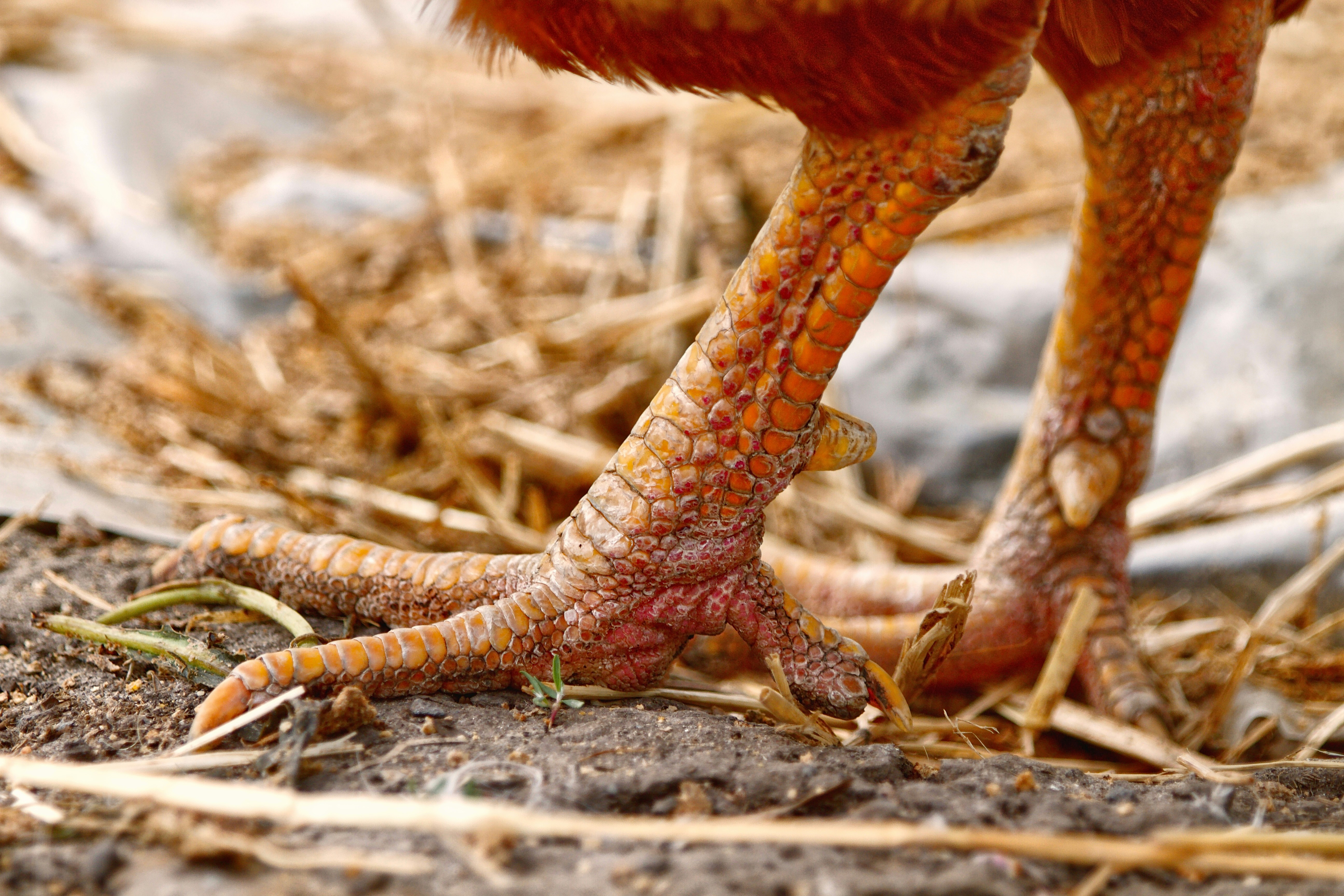 Crimson Leg: A close-up on the hen's textured foot and ground