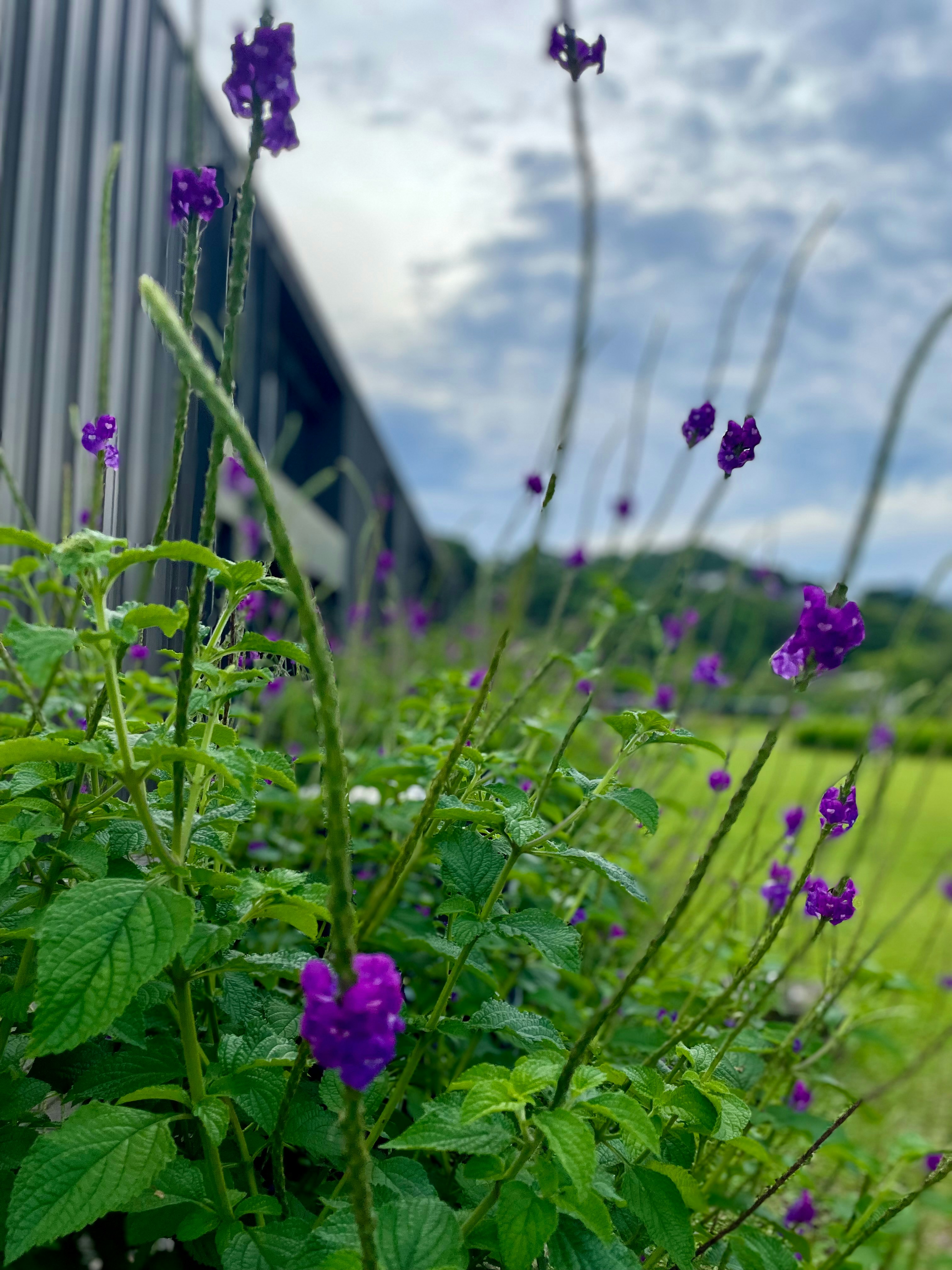 Close-up Violet in Focus: Ground-level Blooms Framing a Blurred Urban Backdrop