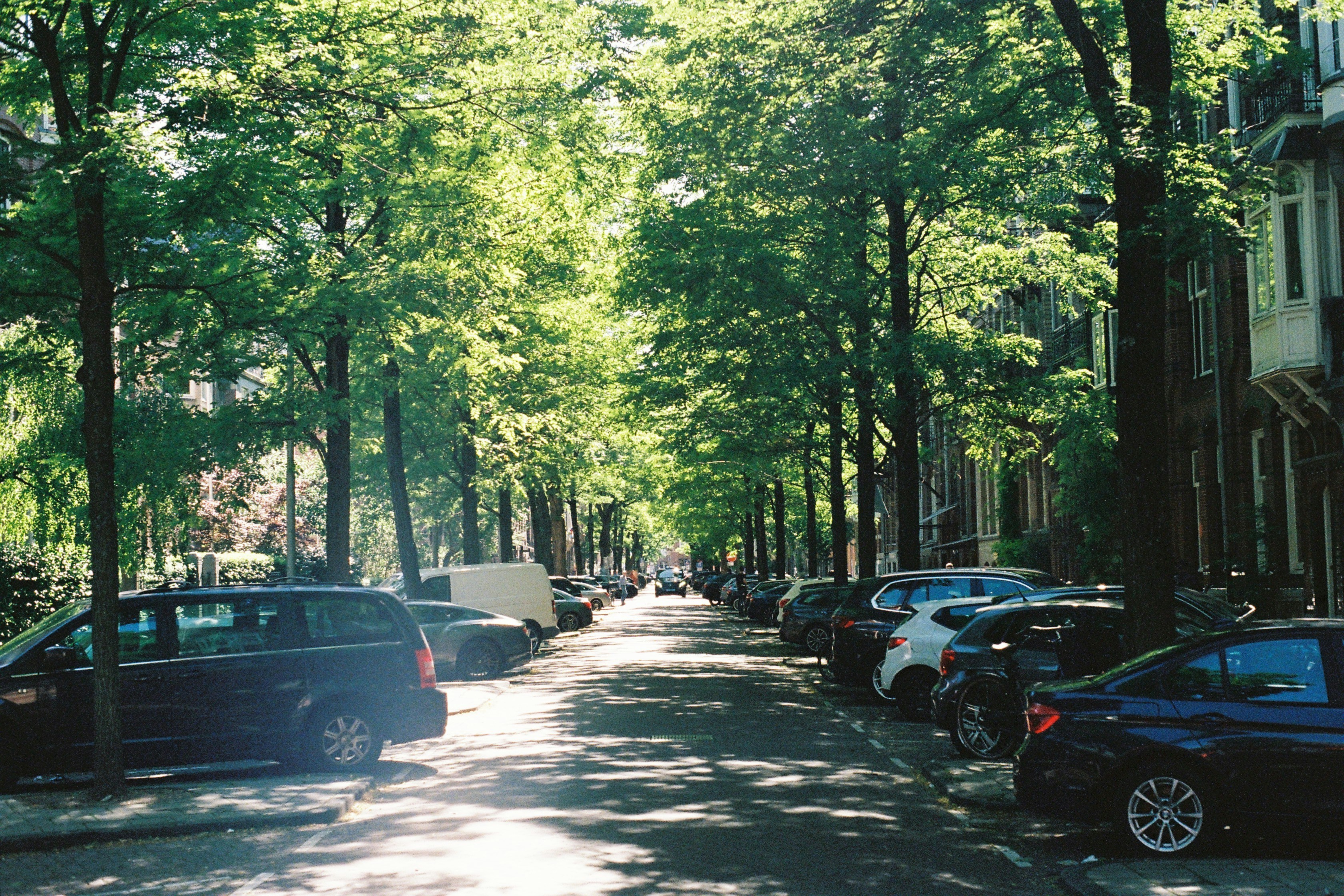 A street lined with parked cars next to tall trees photo – Free City Image on Unsplash