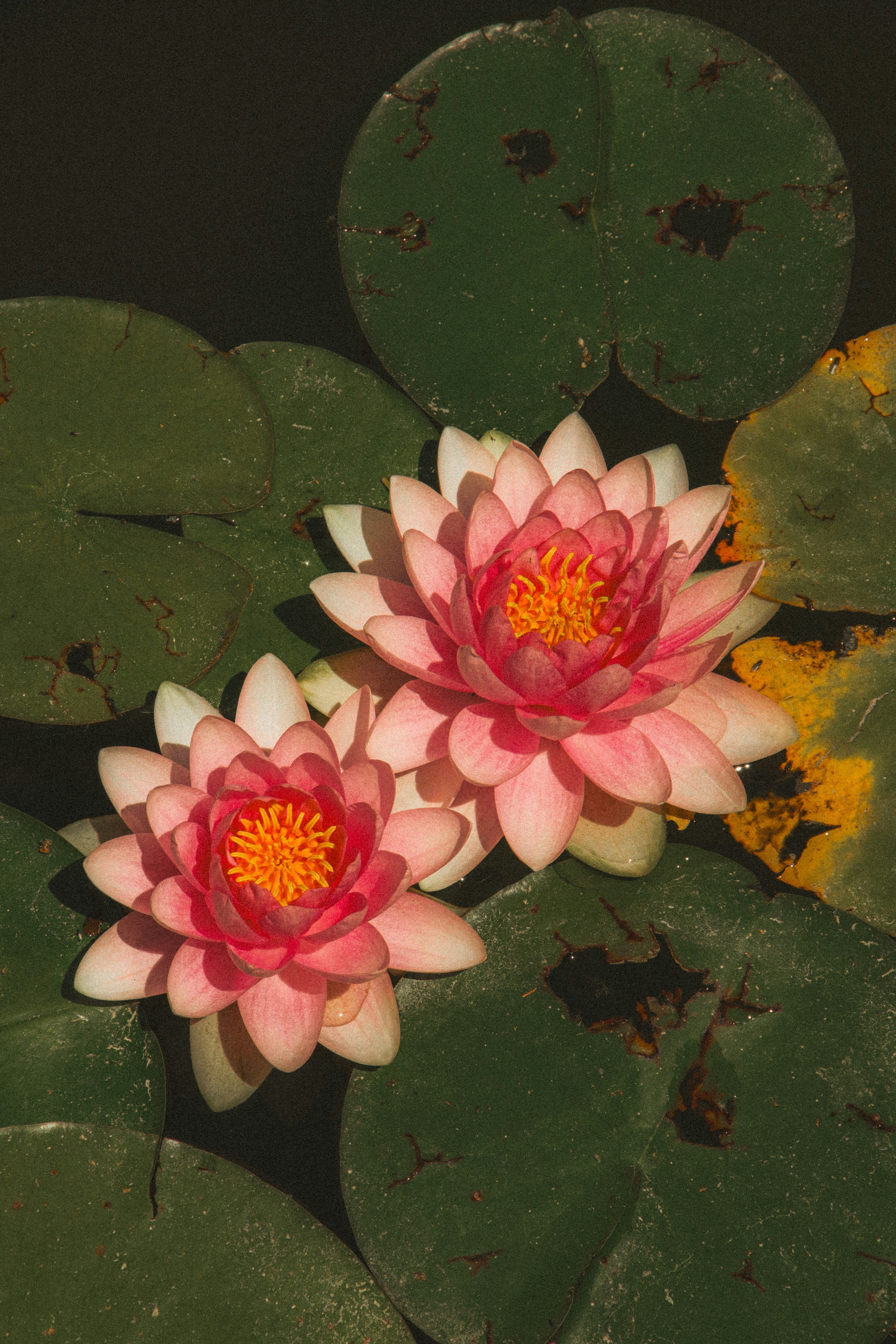 Moonlit Duo: Pink Water Lilies on a Shadowed Pond
