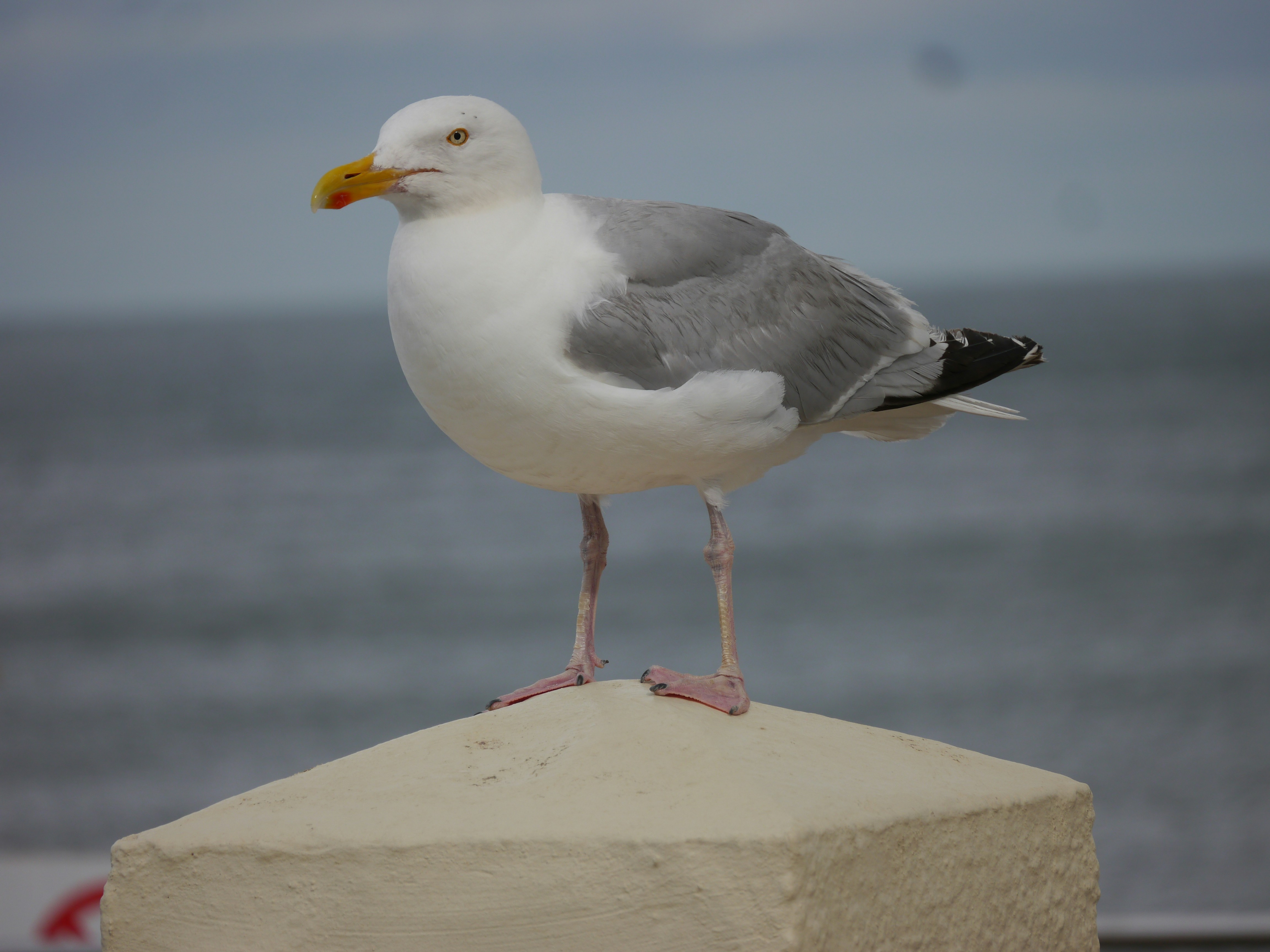 A seagull standing on a cement block near the ocean photo – Free ...