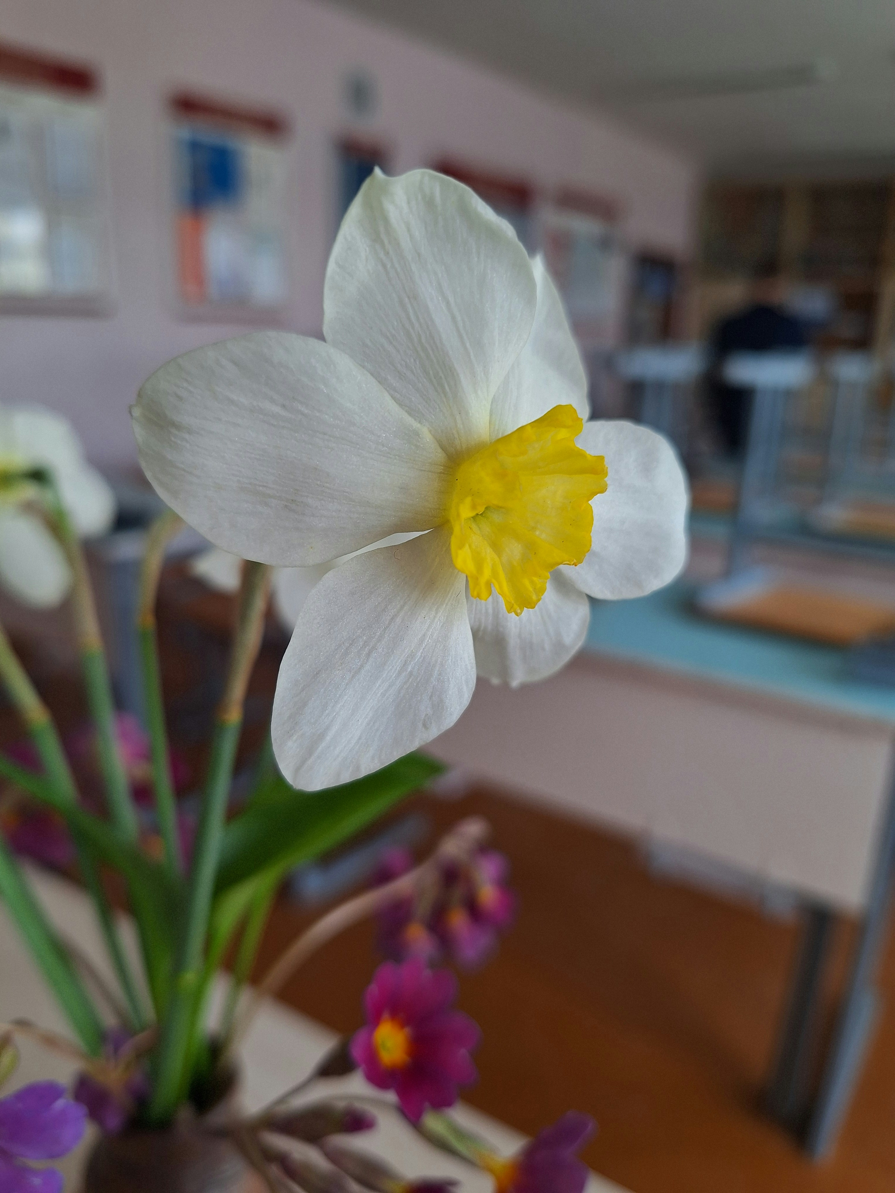 Ivory Daffodil Framed by a Soft Classroom Blur