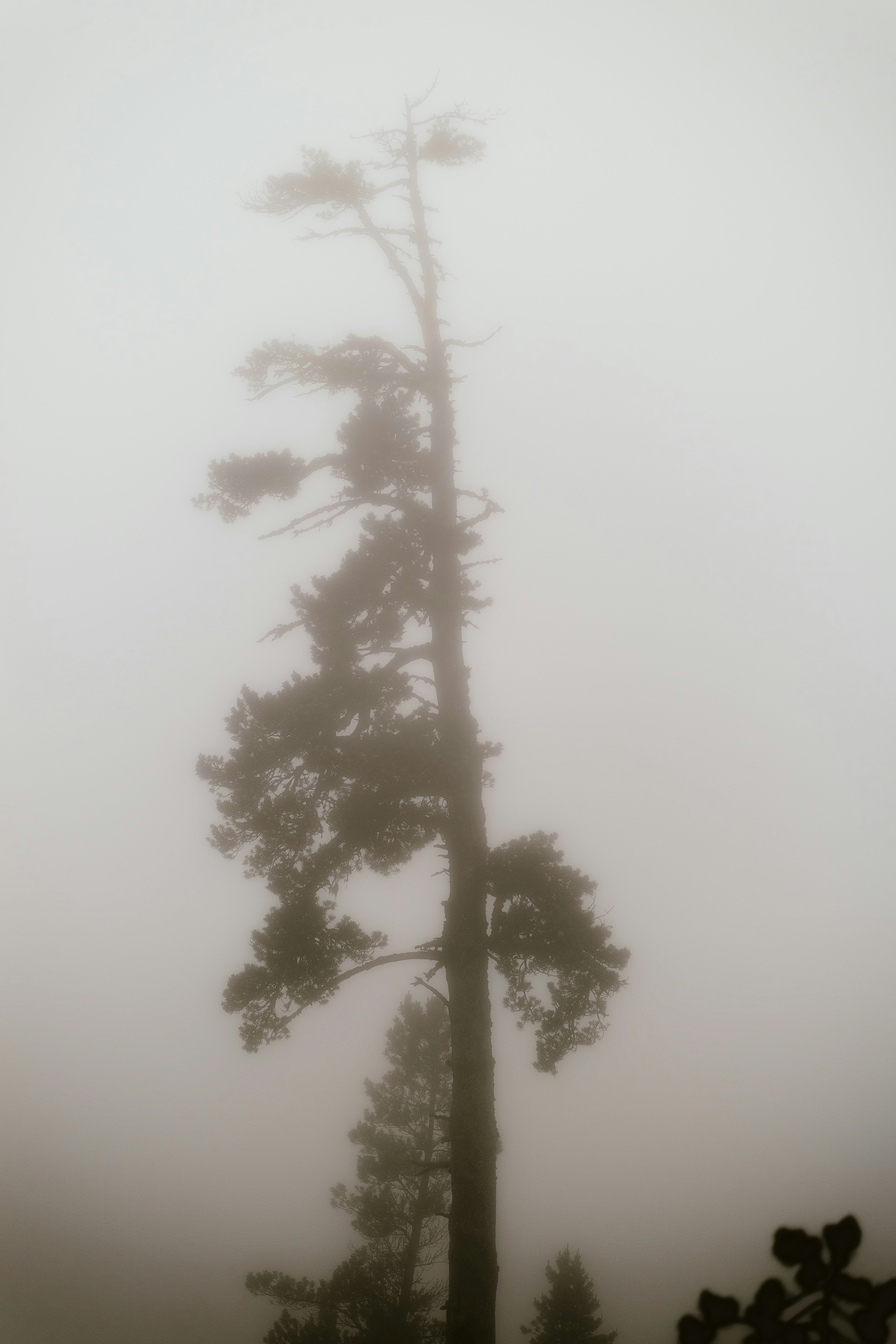Fogbound Sentinel: A Lone Pine Emerges Through Soft Haze