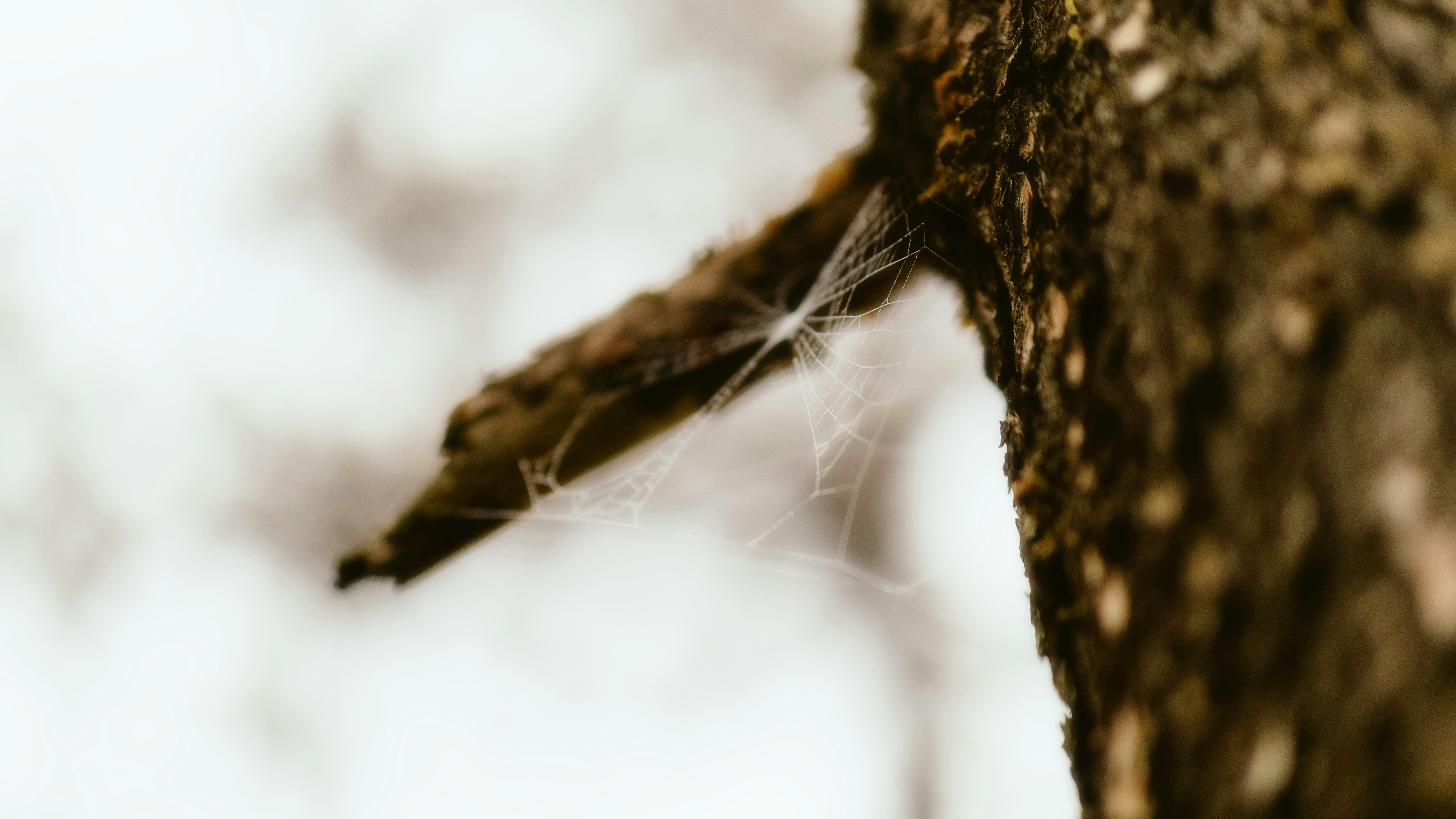 Dawn Lattice on Weathered Bark