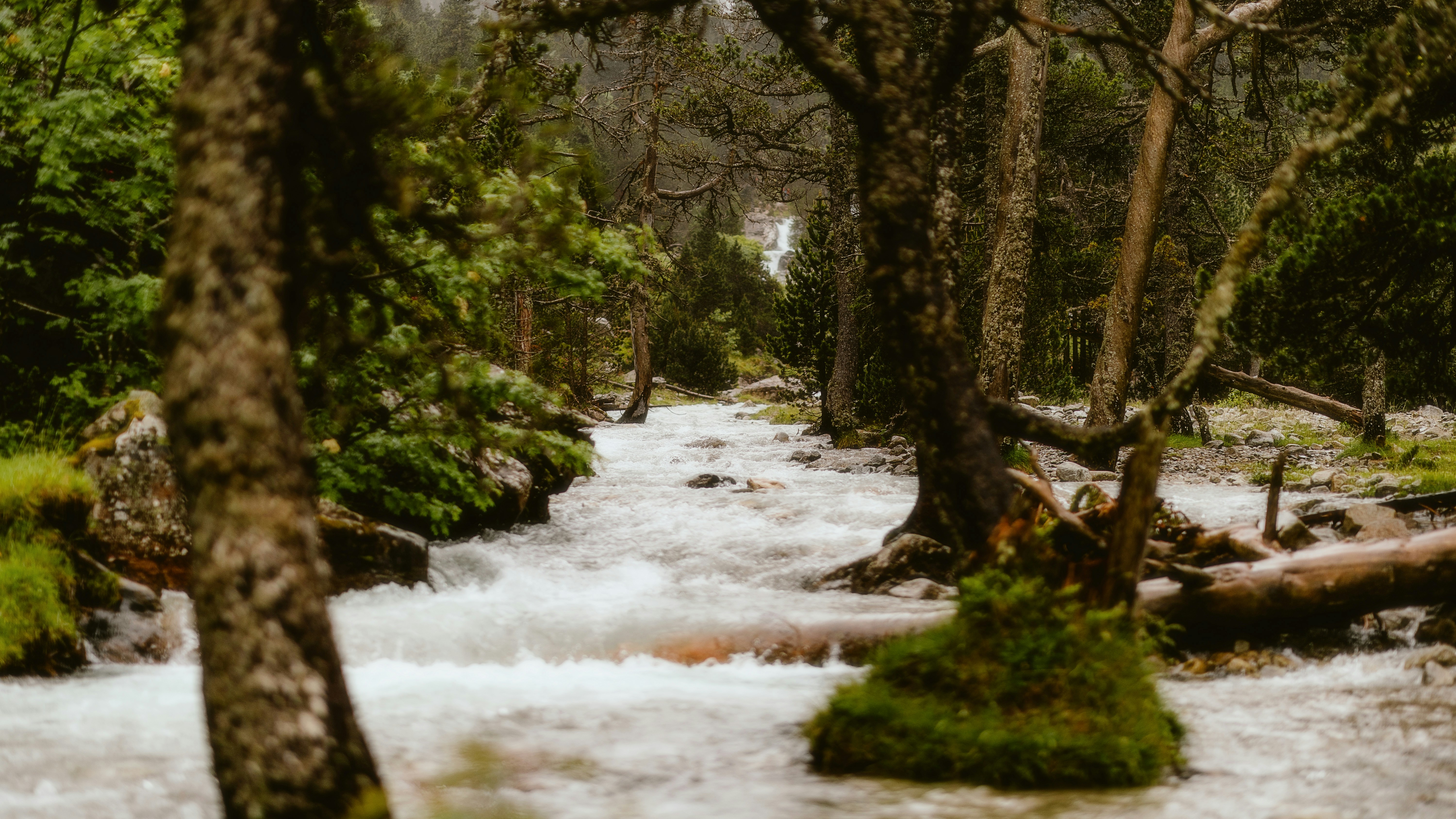 Whispering Rapids Through a Mossy Forest Cathedral