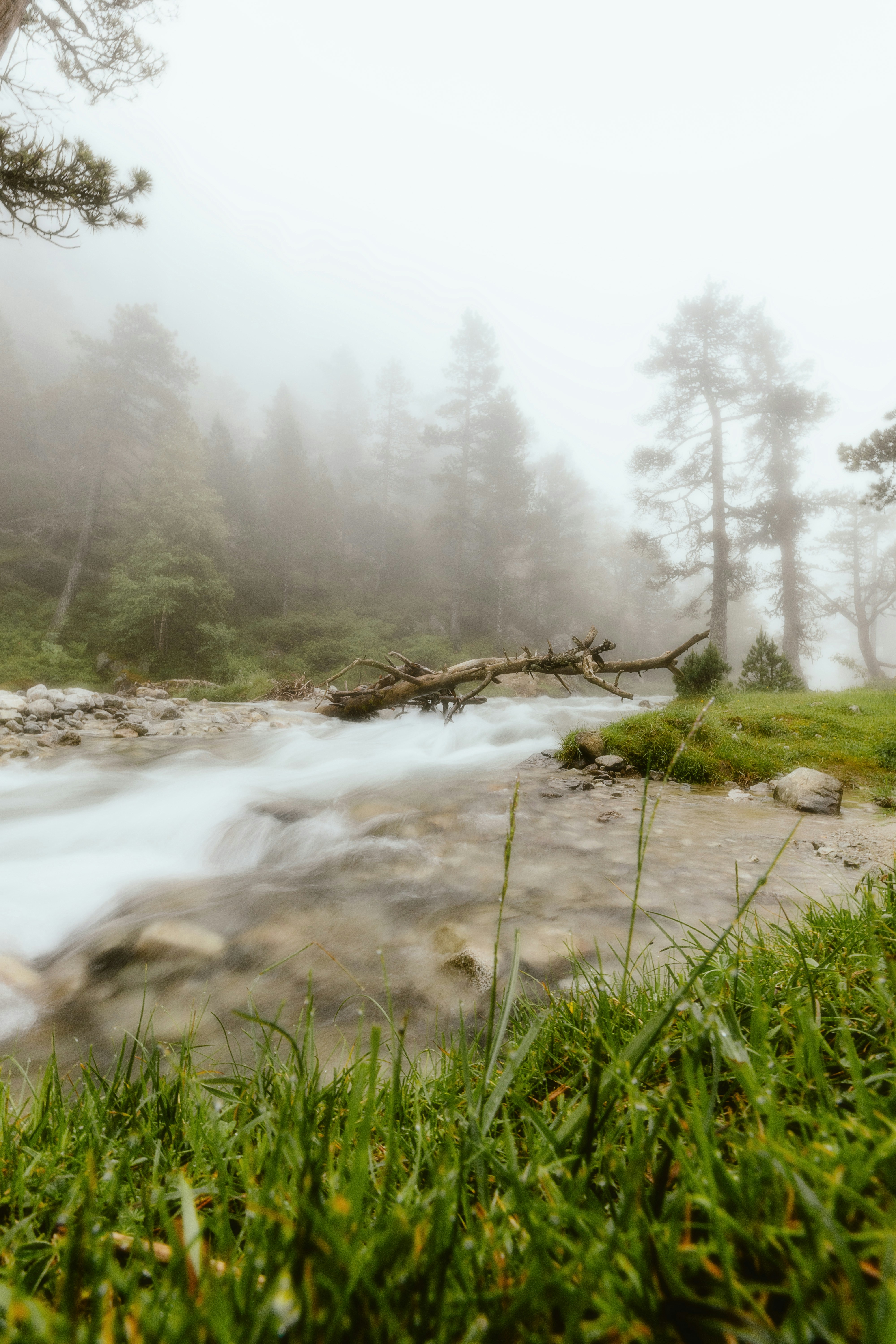 A stream running through a lush green forest