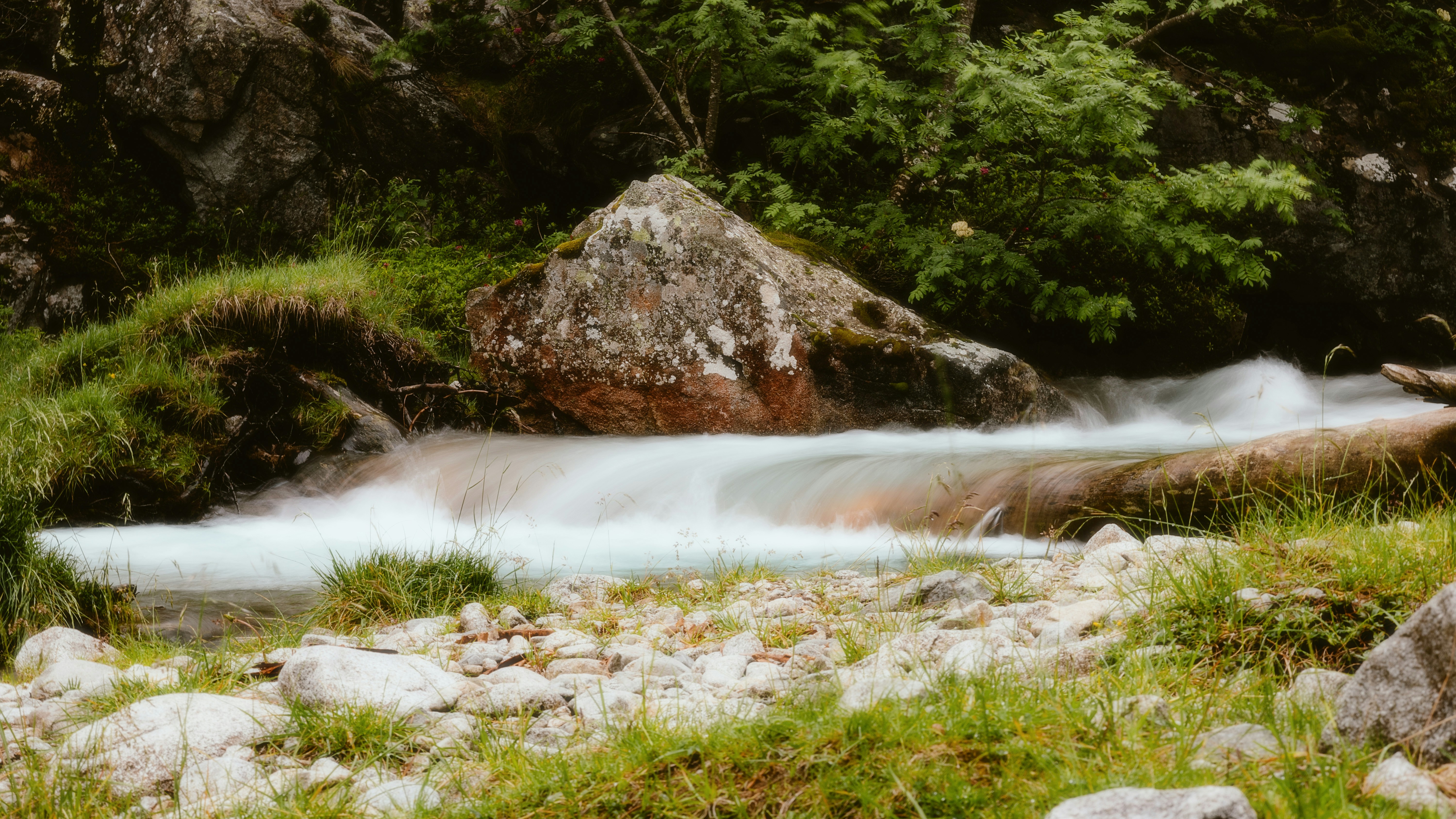 Whispers of the Forest Stream