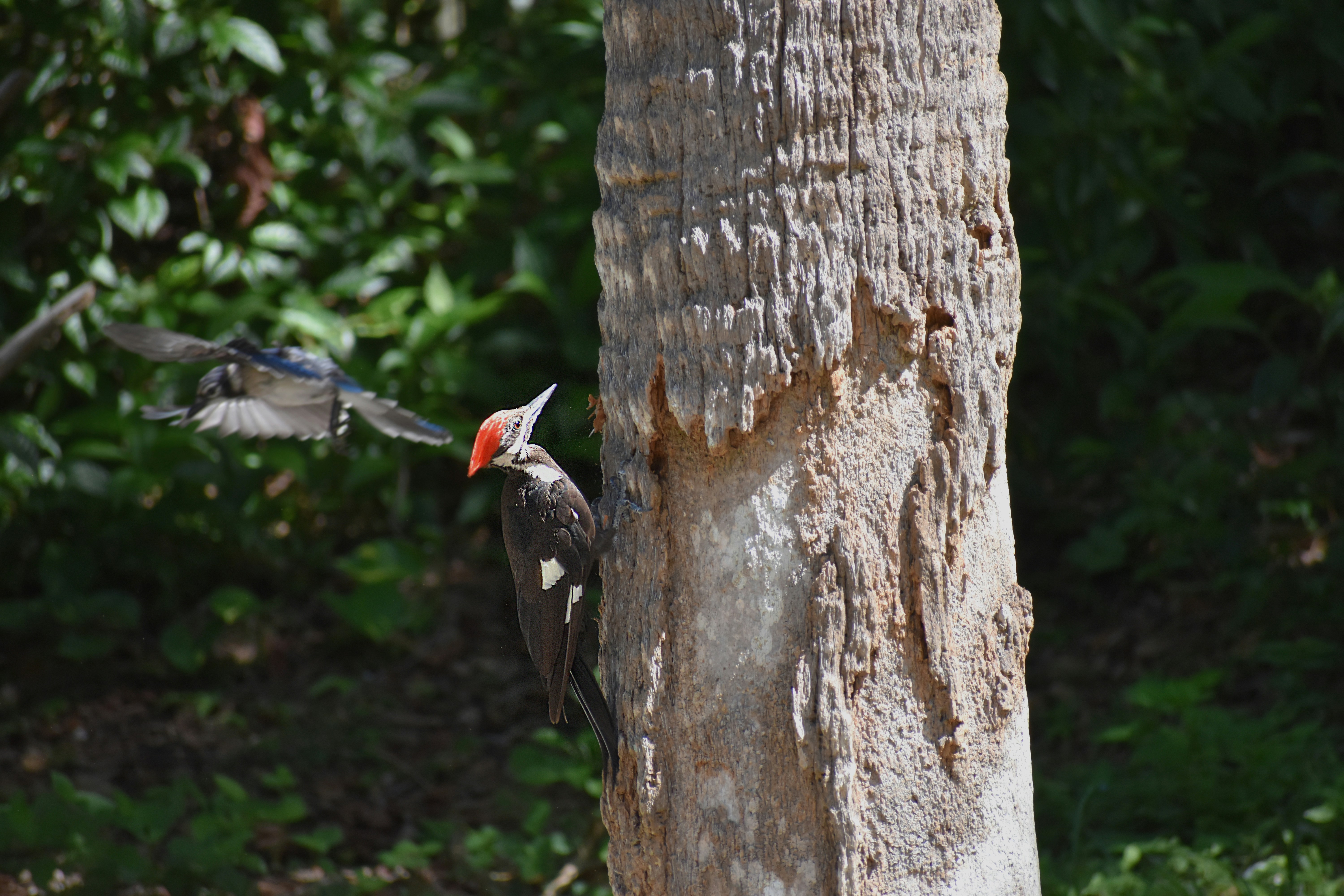 A blue jay photobombing me while taking a picture of a big woodpecker.