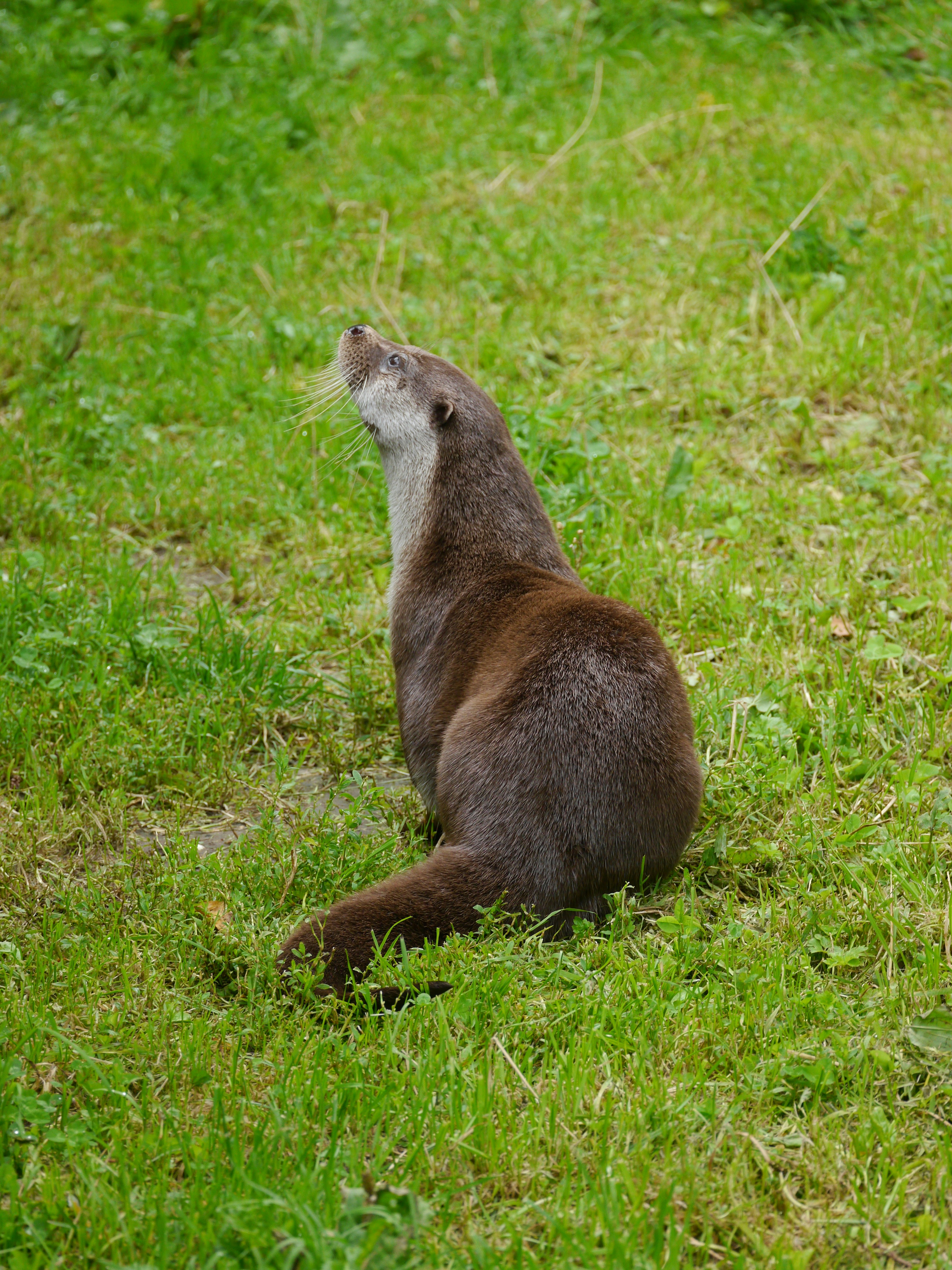 A small animal sitting on top of a lush green field photo – Free Animal ...