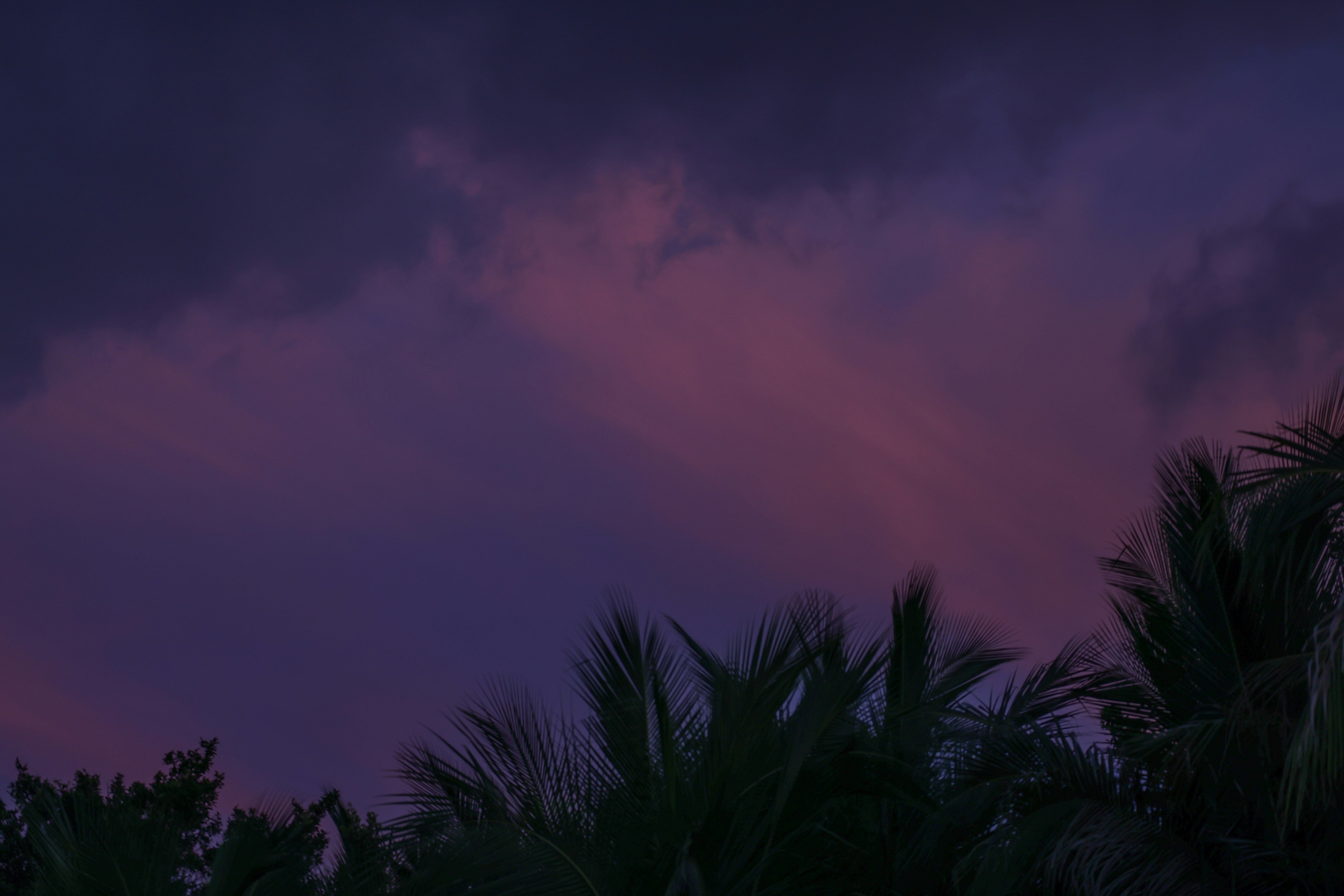 Dusk Over Tropical Palms: Velvet Pink Twilight