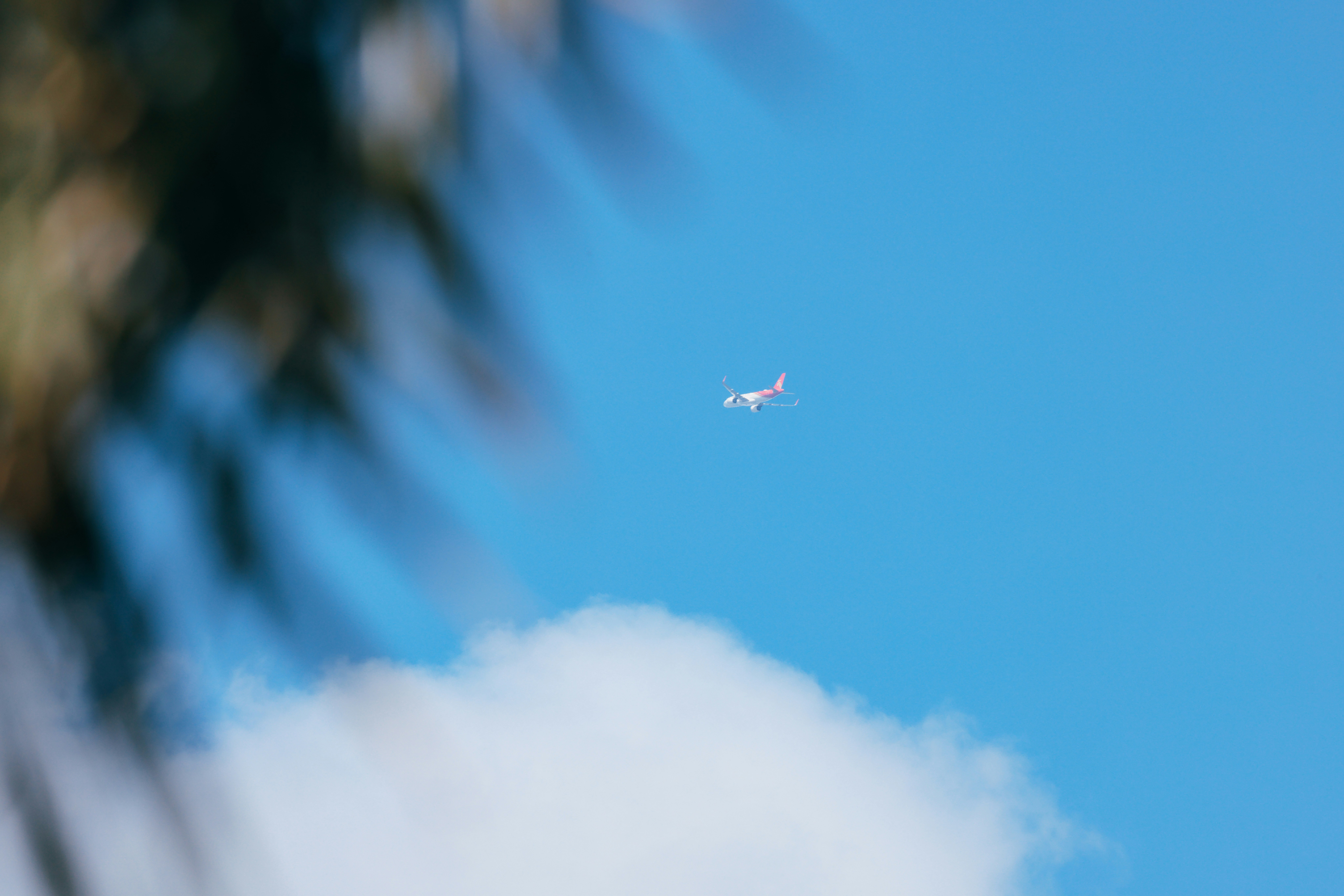 A plane flying through a blue sky with a palm tree in the foreground ...