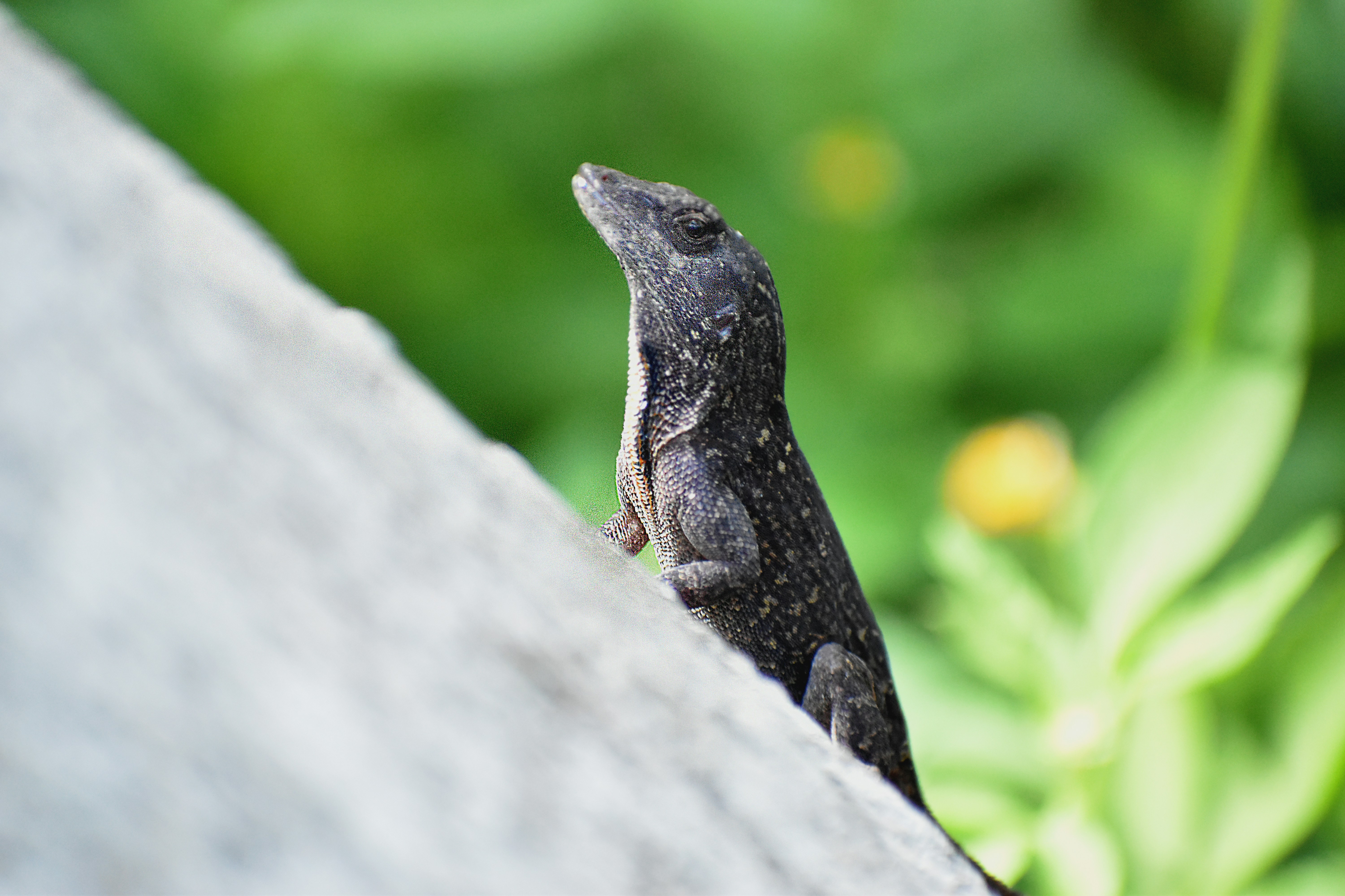 Lizard perched onto the trunk of a palm tree.