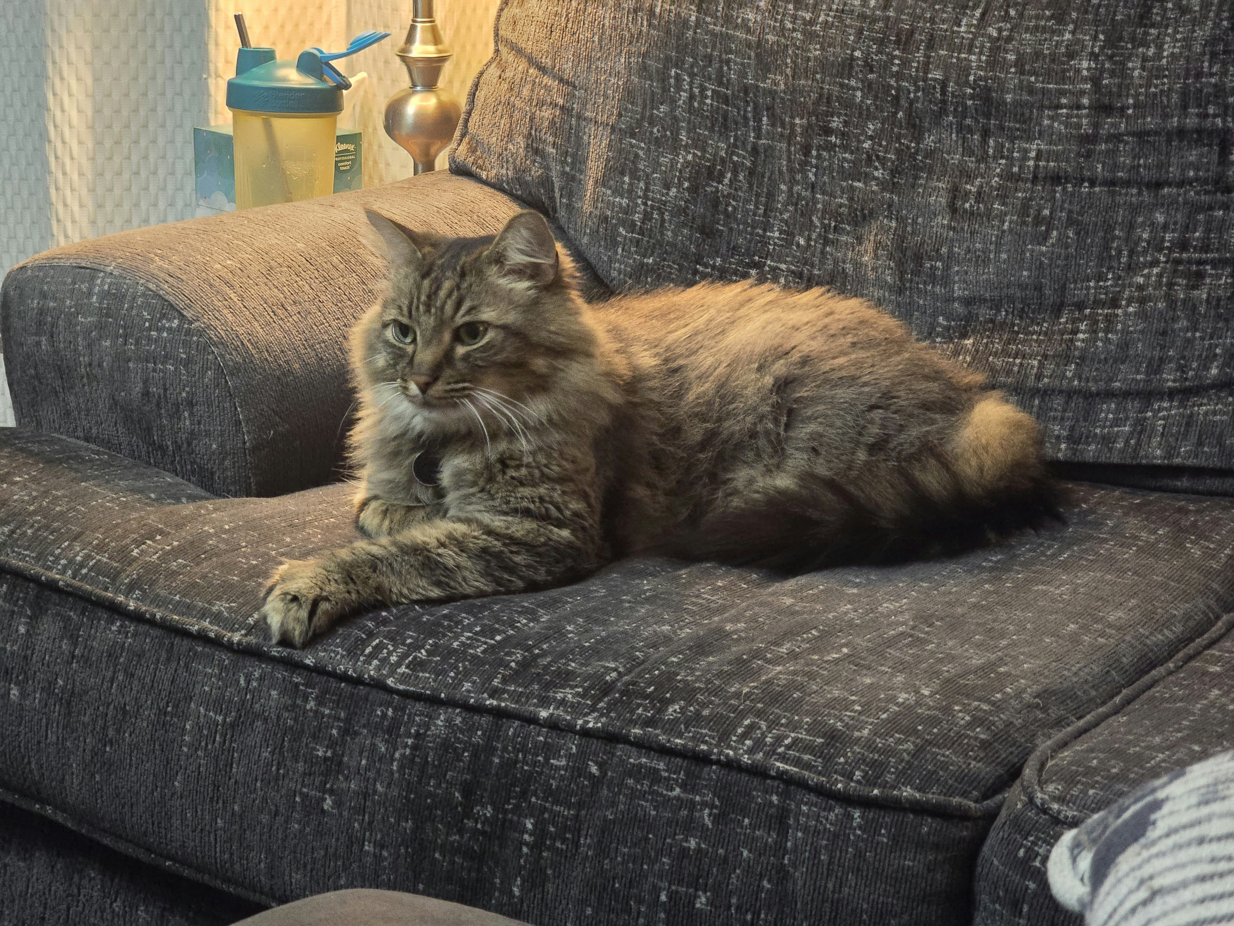 Photograph of a fluffy cat lounging on a textured gray couch in a cozy living room, bathed in warm ambient light. The image emphasizes domestic calm with the cat as the quiet centerpiece.