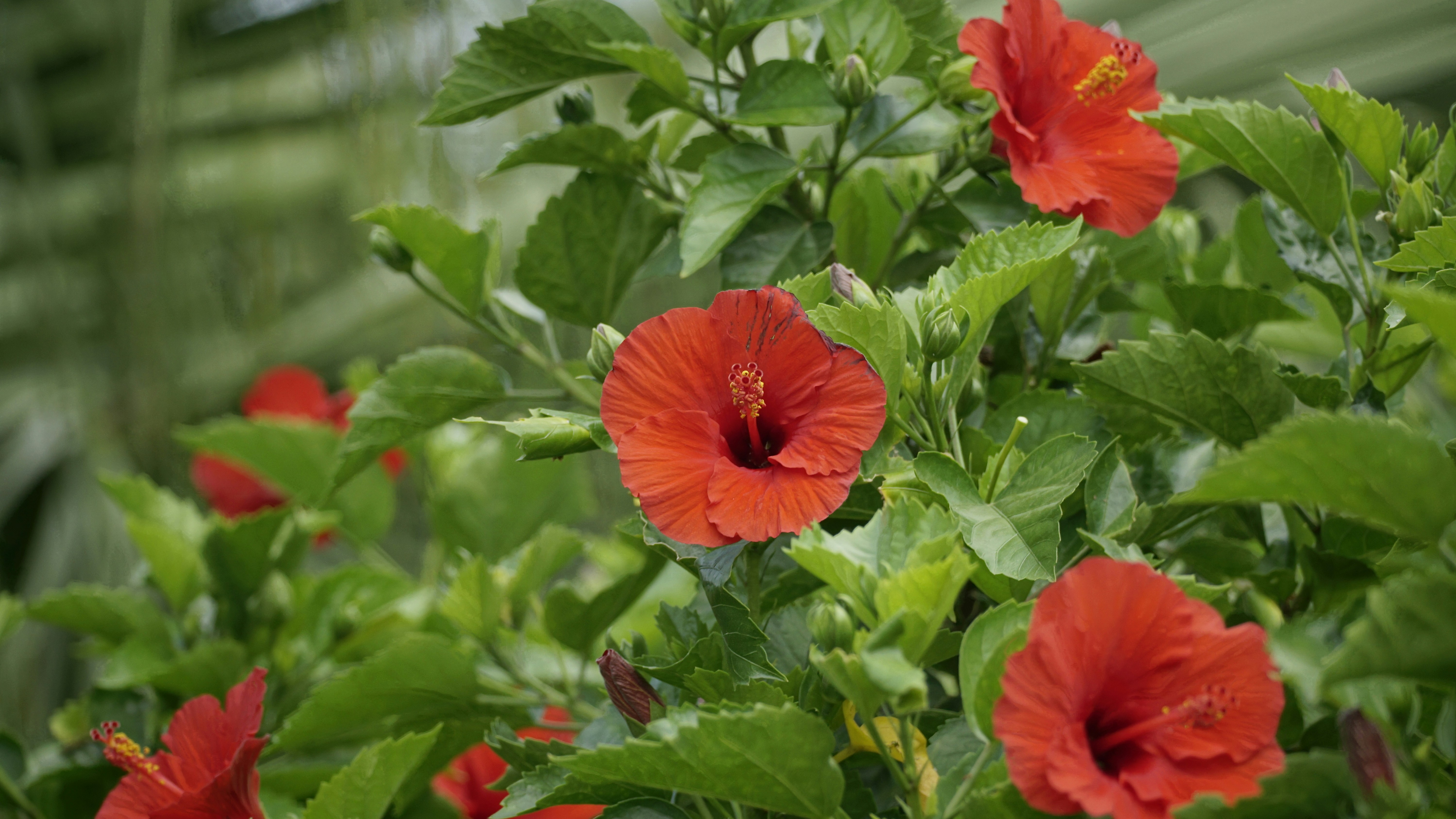 A bunch of red flowers growing in a garden photo – Free Blossom Image ...