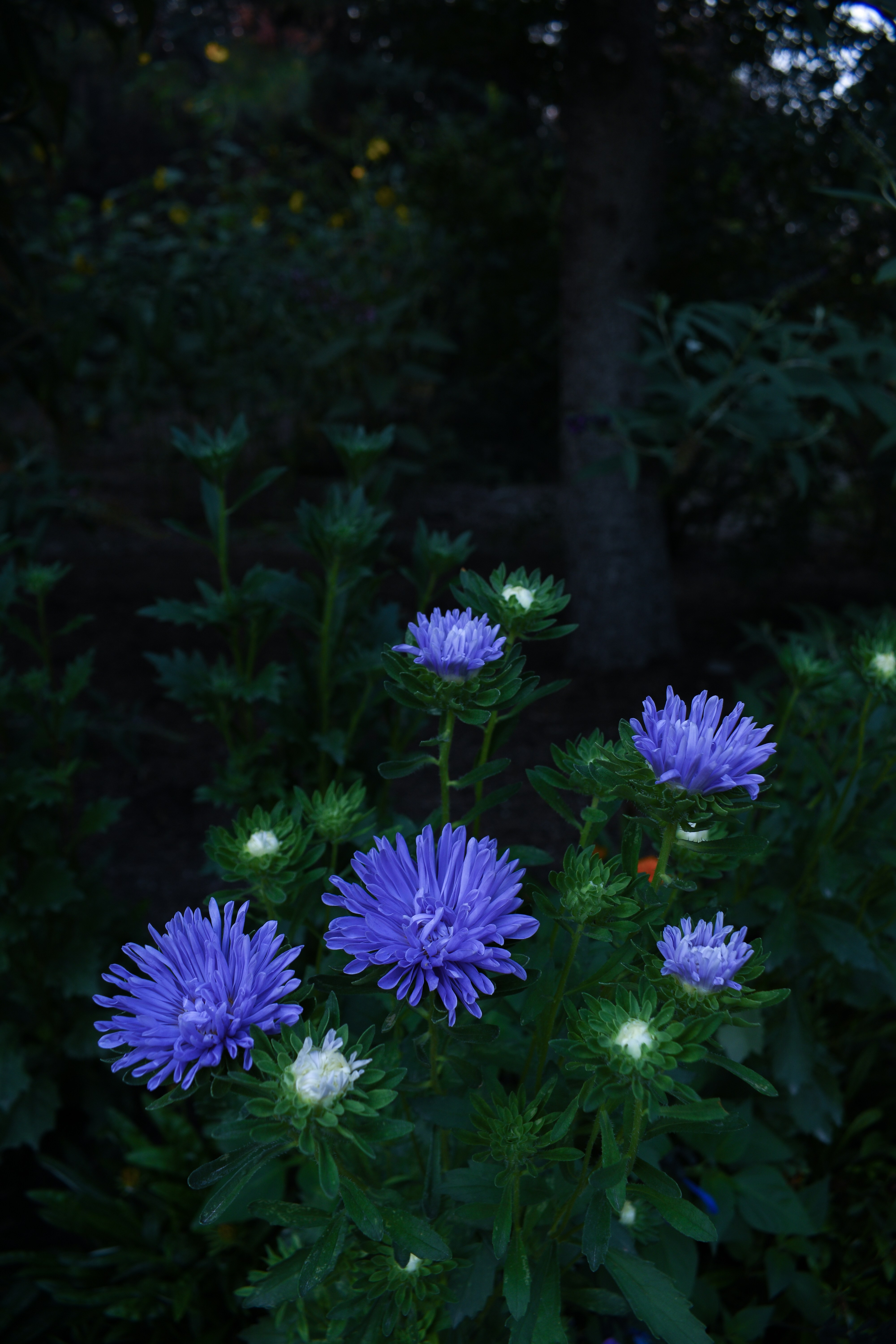 Indigo Asters in Shade: A Quiet Burst of Color Beneath the Forest Canopy