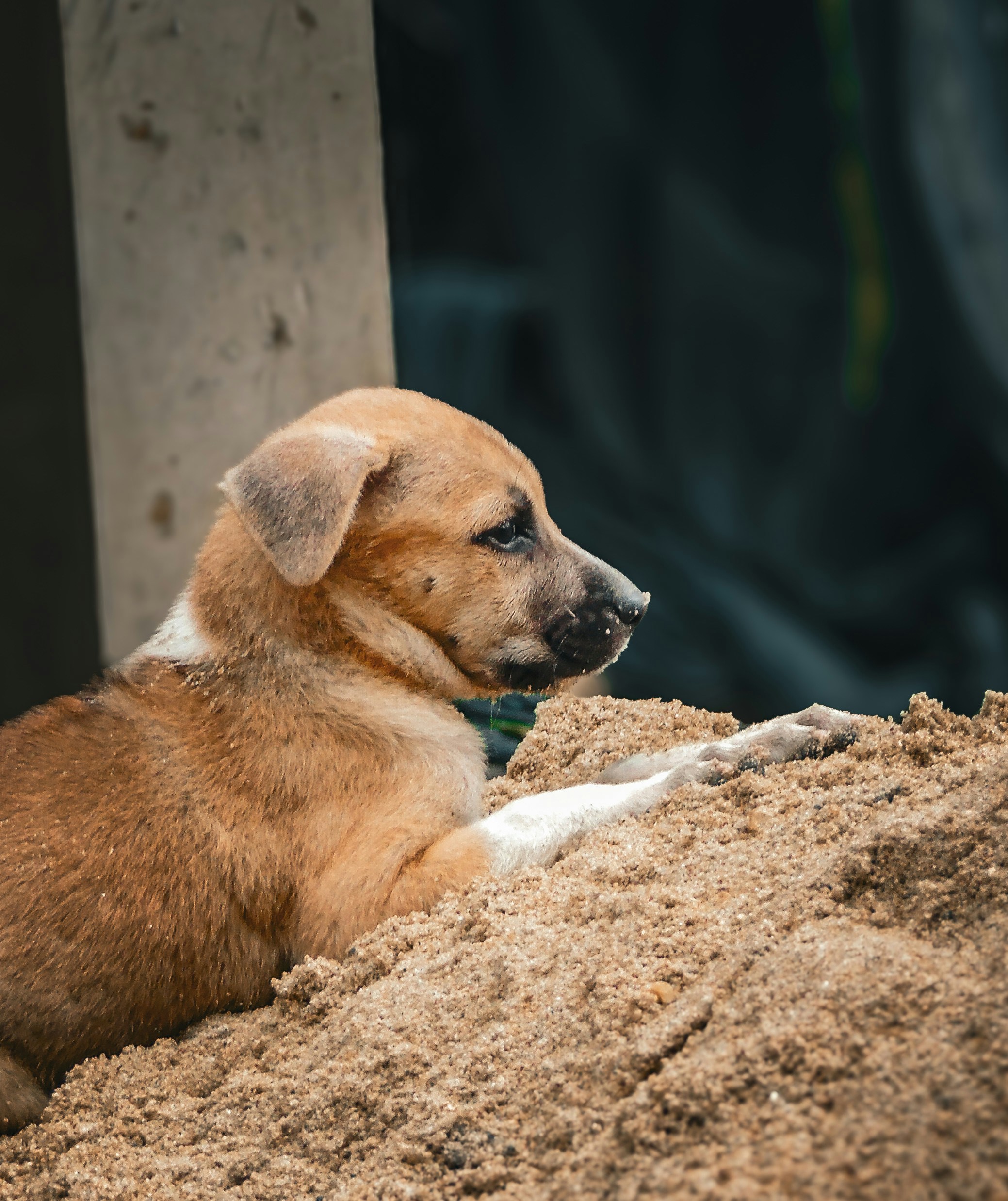 Curiosity at the Sandpile: A Puppy on the Edge