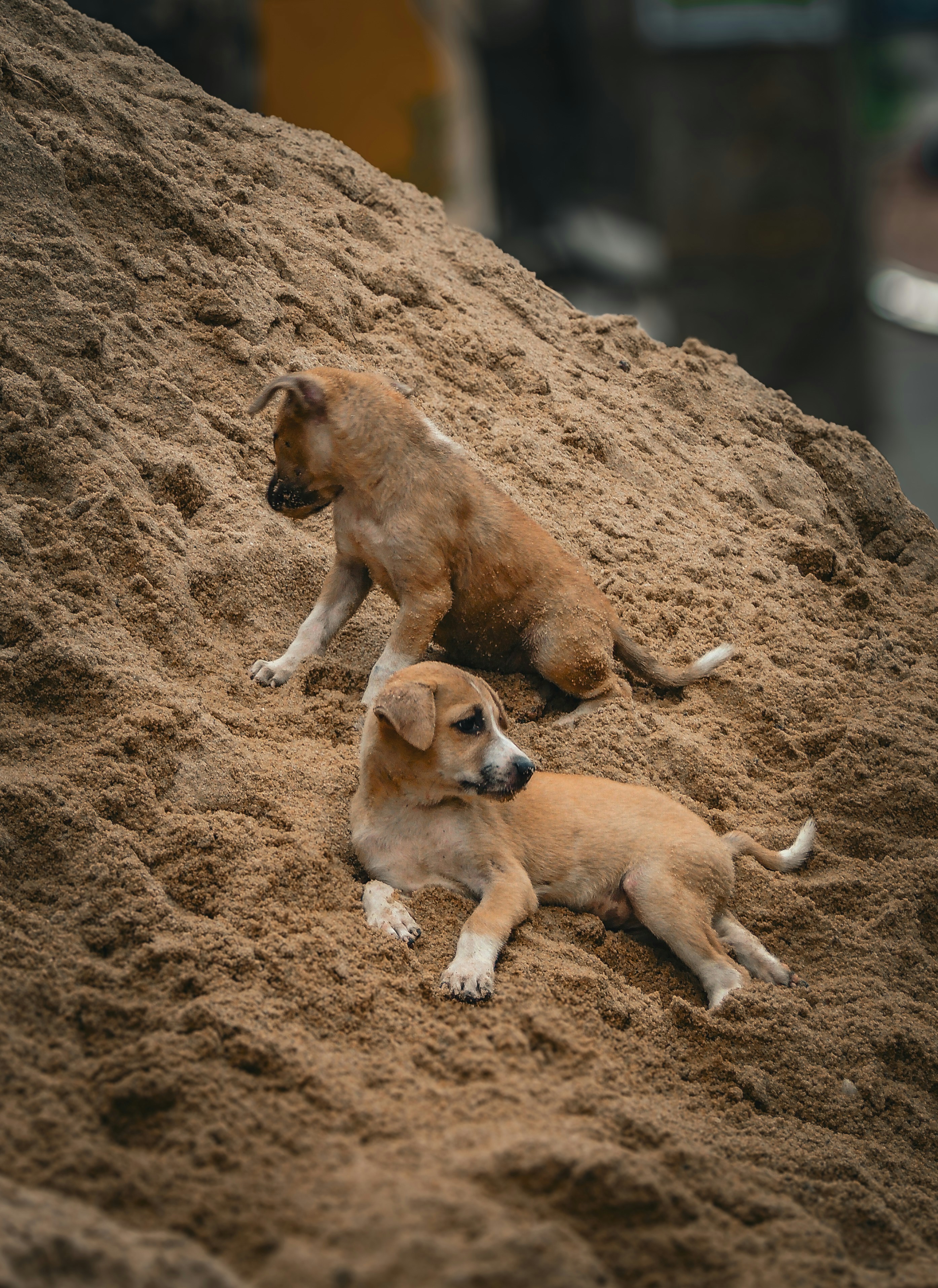 Puppy Sand Summit: Twin Pups on a Gentle Dune
