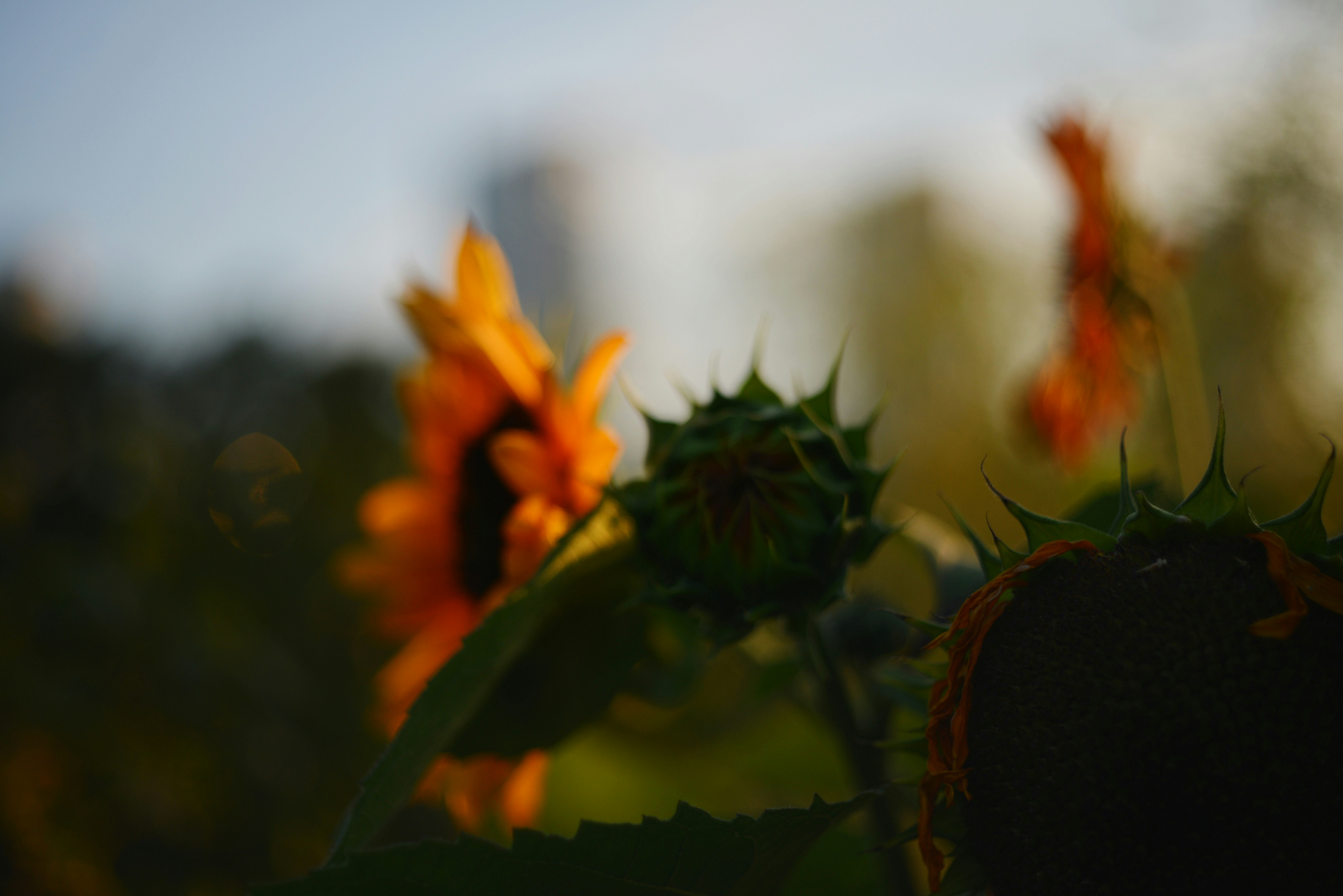 Center-Stage Sunflower Bud Against a City-Bokeh Backdrop