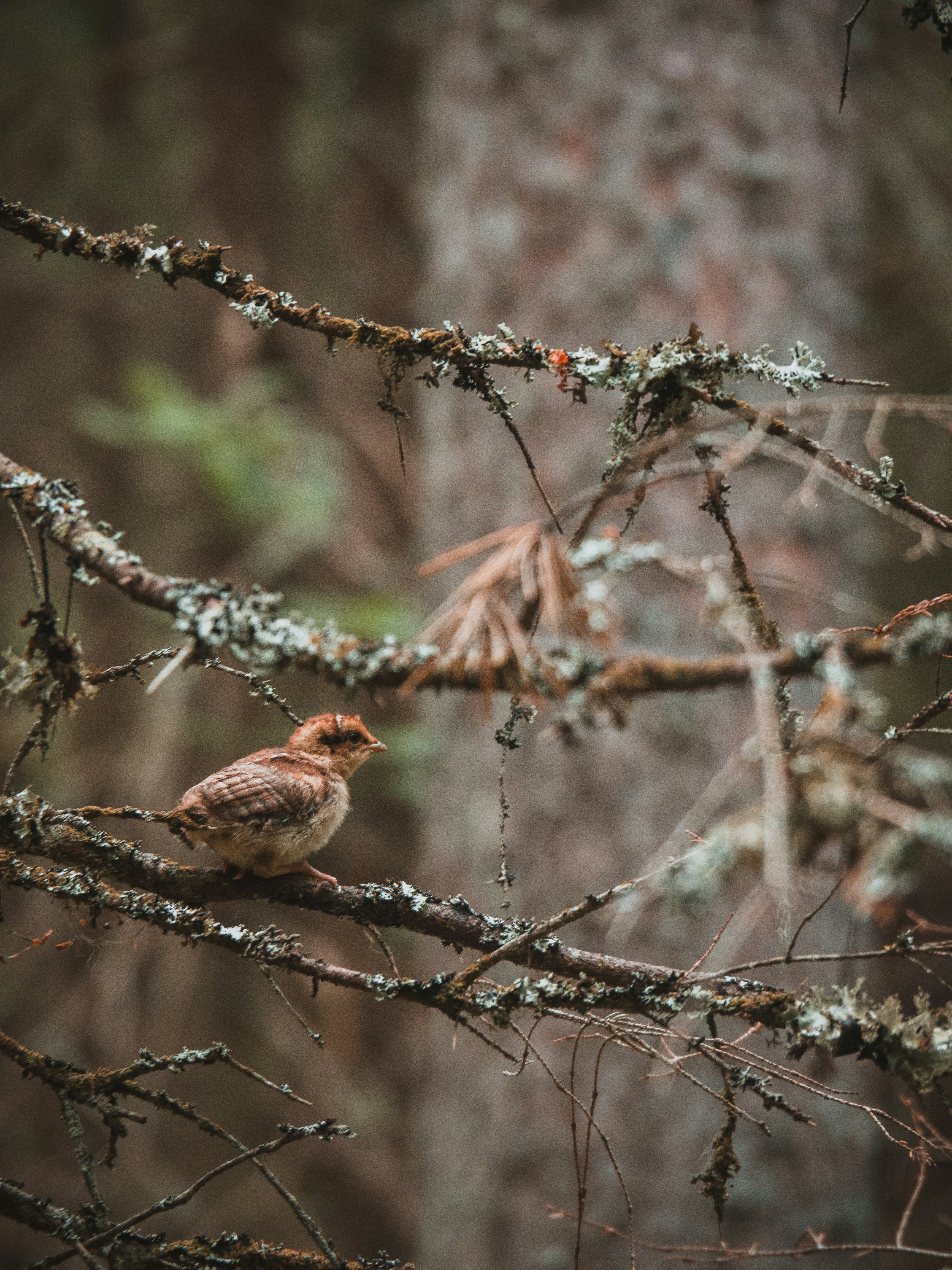 Lichen-Tinged Perch: A Tiny Wren in Quiet Forest Light