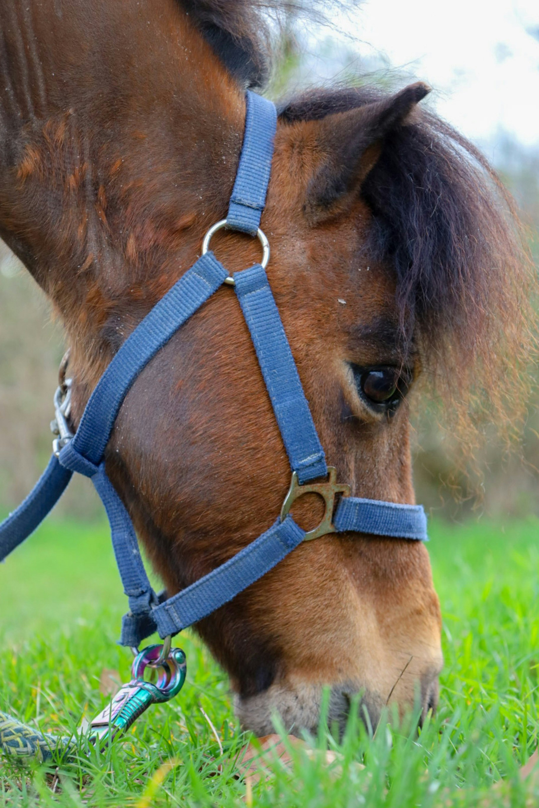A brown horse with a blue bridle eating grass photo – Free Animal Image ...