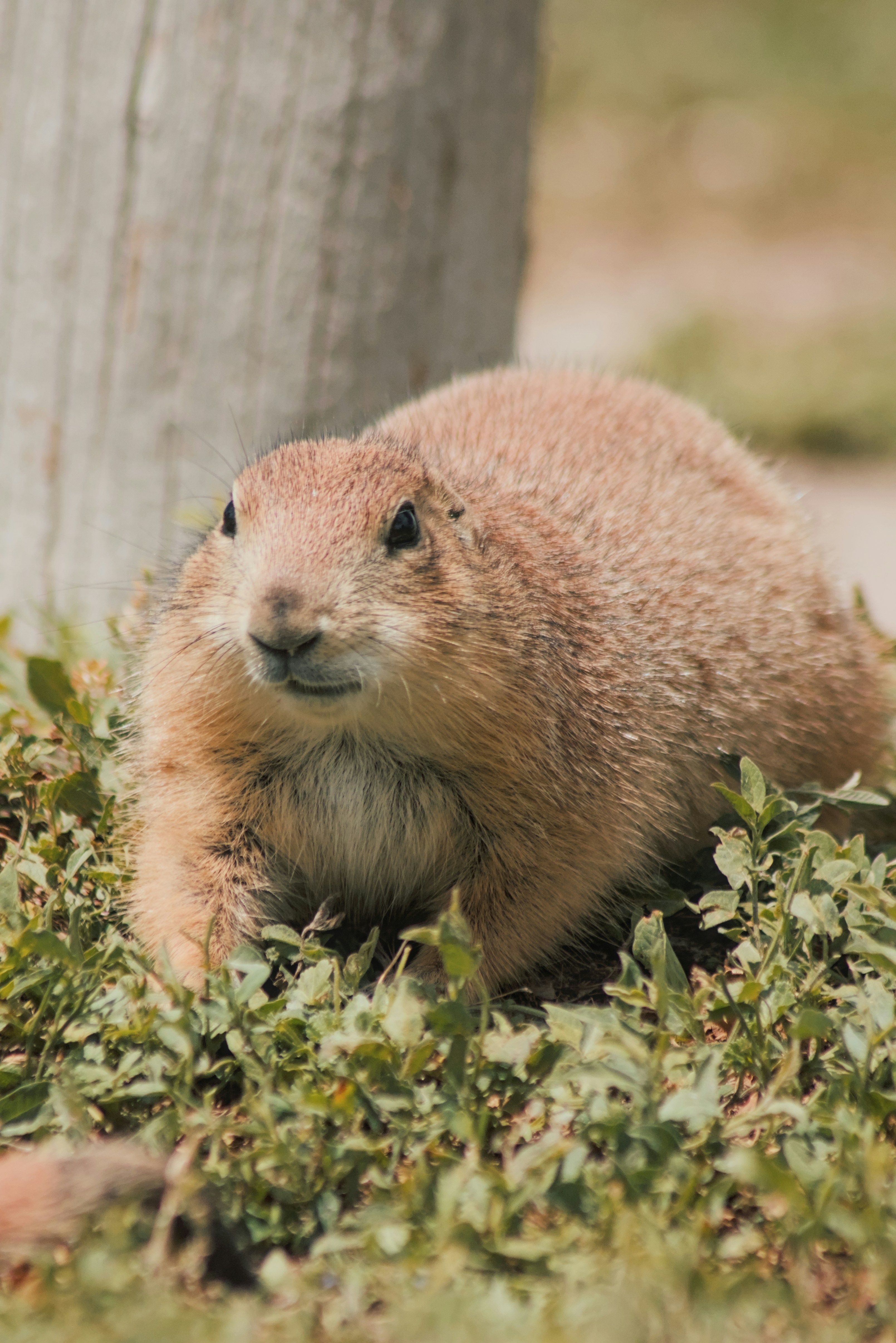 A groundhog sitting in the grass next to a tree photo – Free Portrait ...