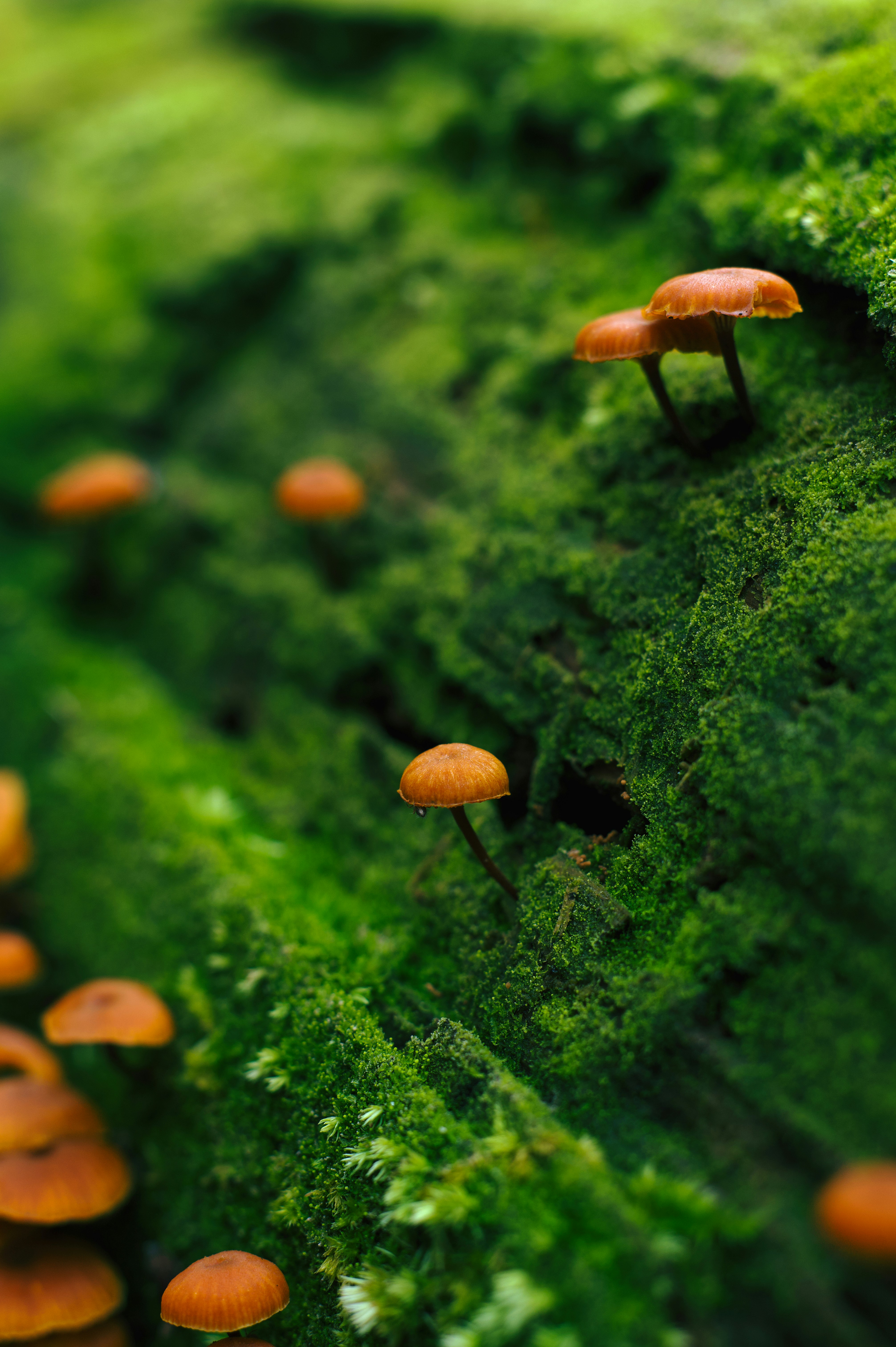 Clusters of tiny orange mushrooms emerge from a vibrant green mossy surface, showcasing the intricate beauty of forest life.
