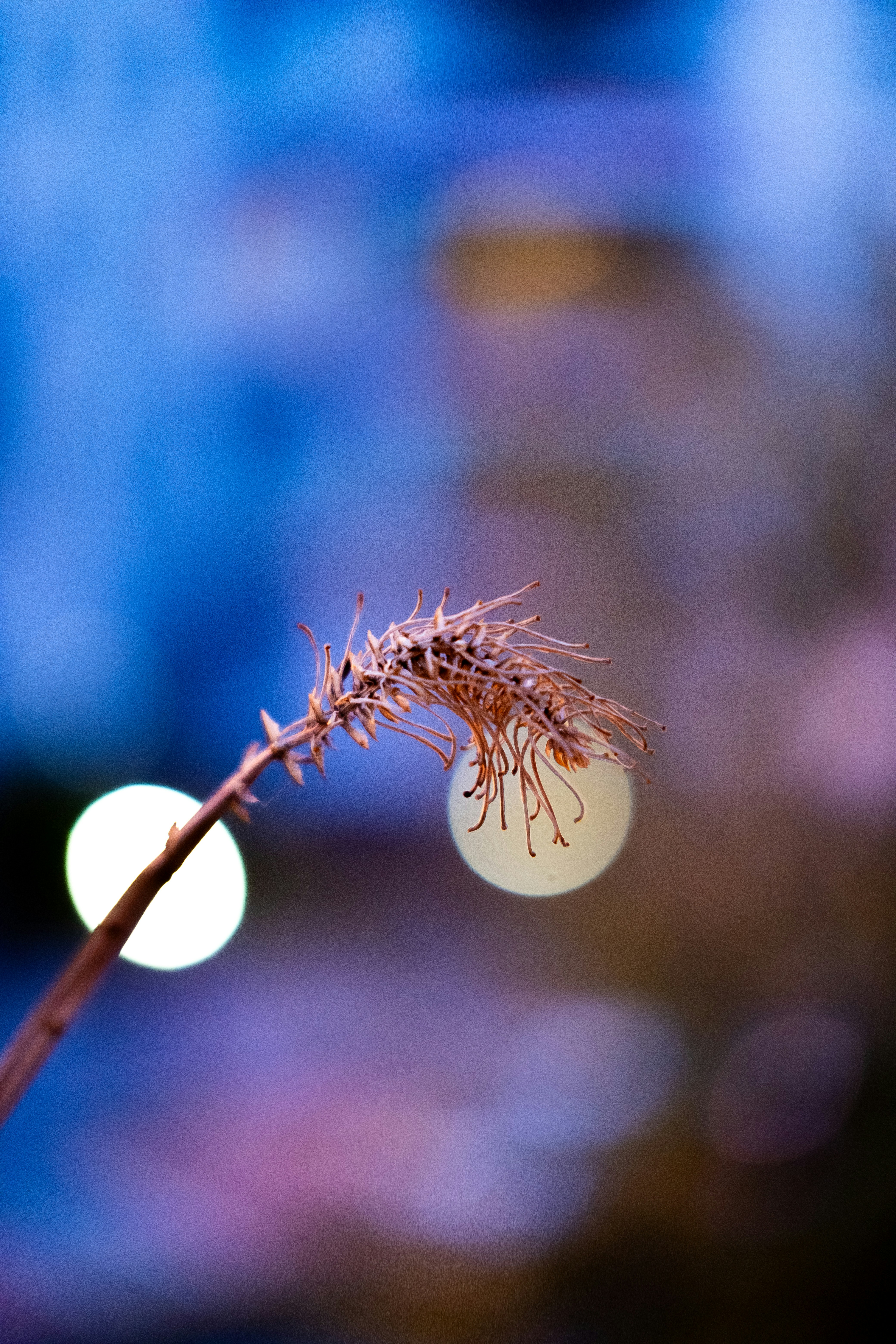 Fractured Bloom: A Frayed Seedhead in Neon Night
